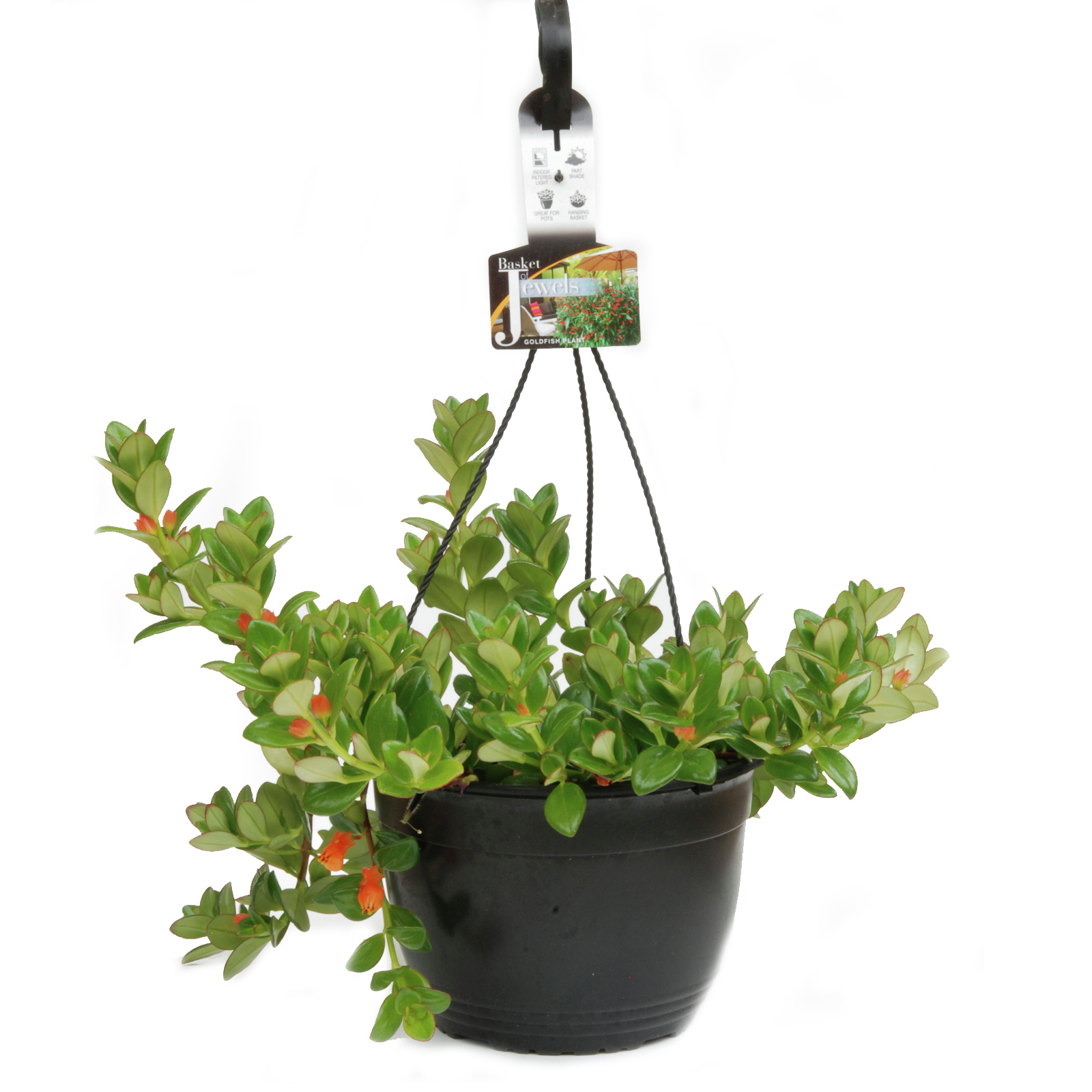 200mm Goldfish Plant Hanging Basket - Columnea microphylla - Bunnings ...