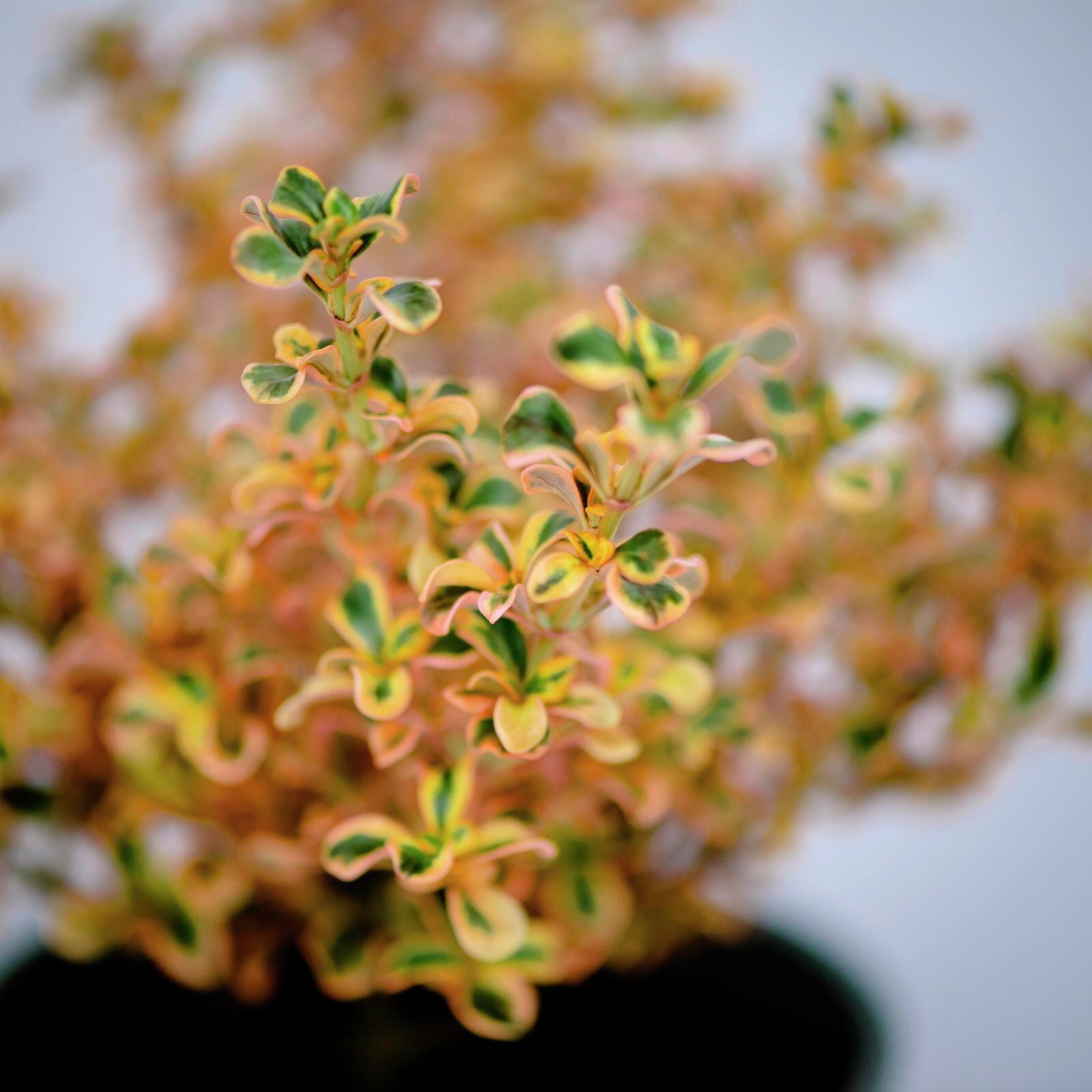 140mm Coprosma Rainbow Surprise - Coprosma repens - Bunnings Australia