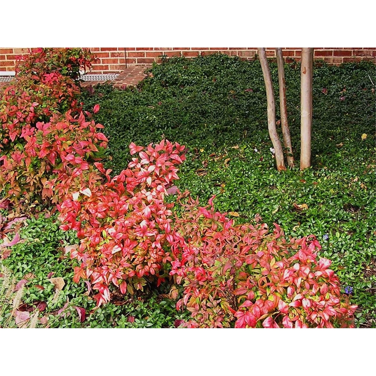 140mm Dwarf Nandina - Nandina domestica Nana - Bunnings Australia