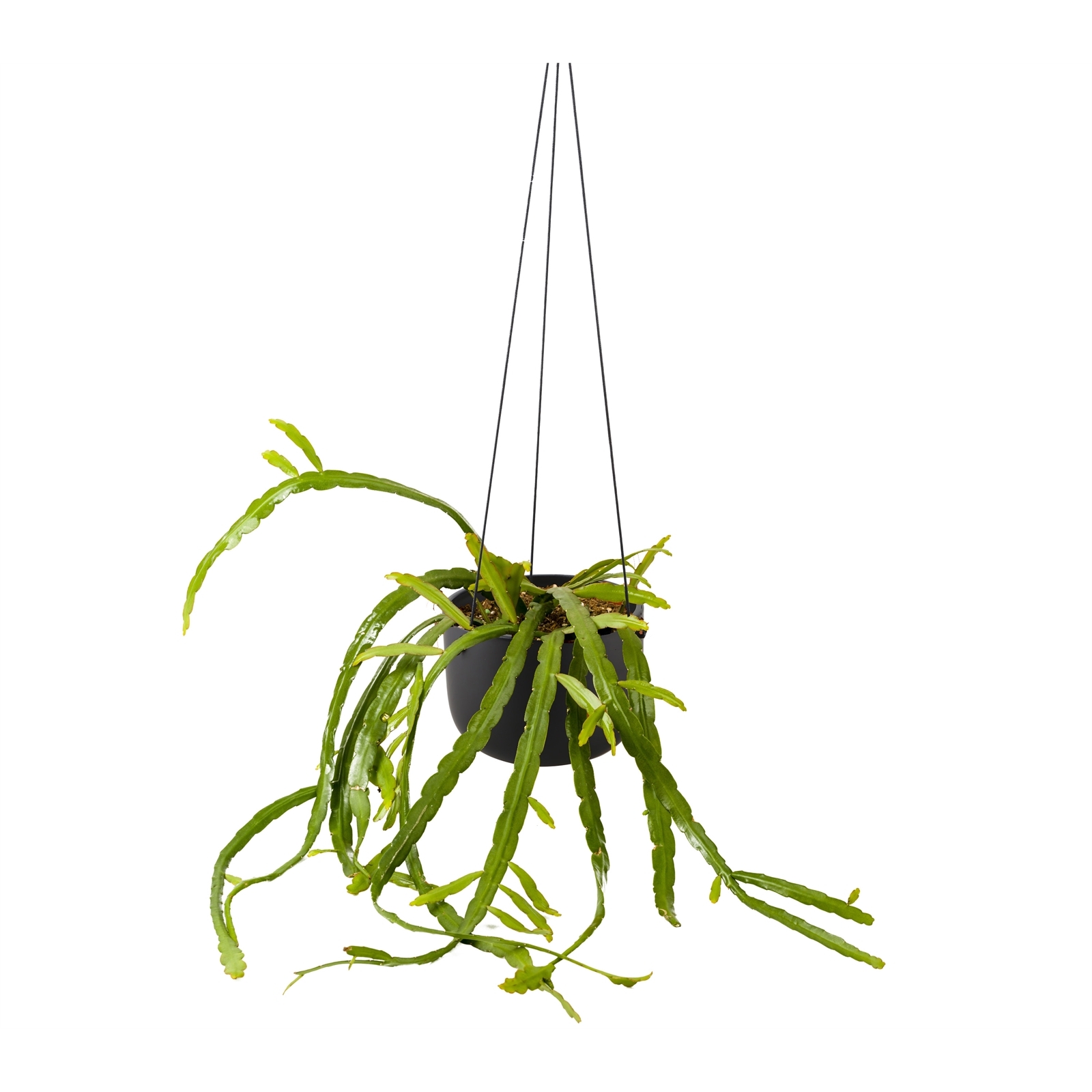 150mm Assorted Rhipsalis In Ceramic Hanging Basket - Bunnings Australia