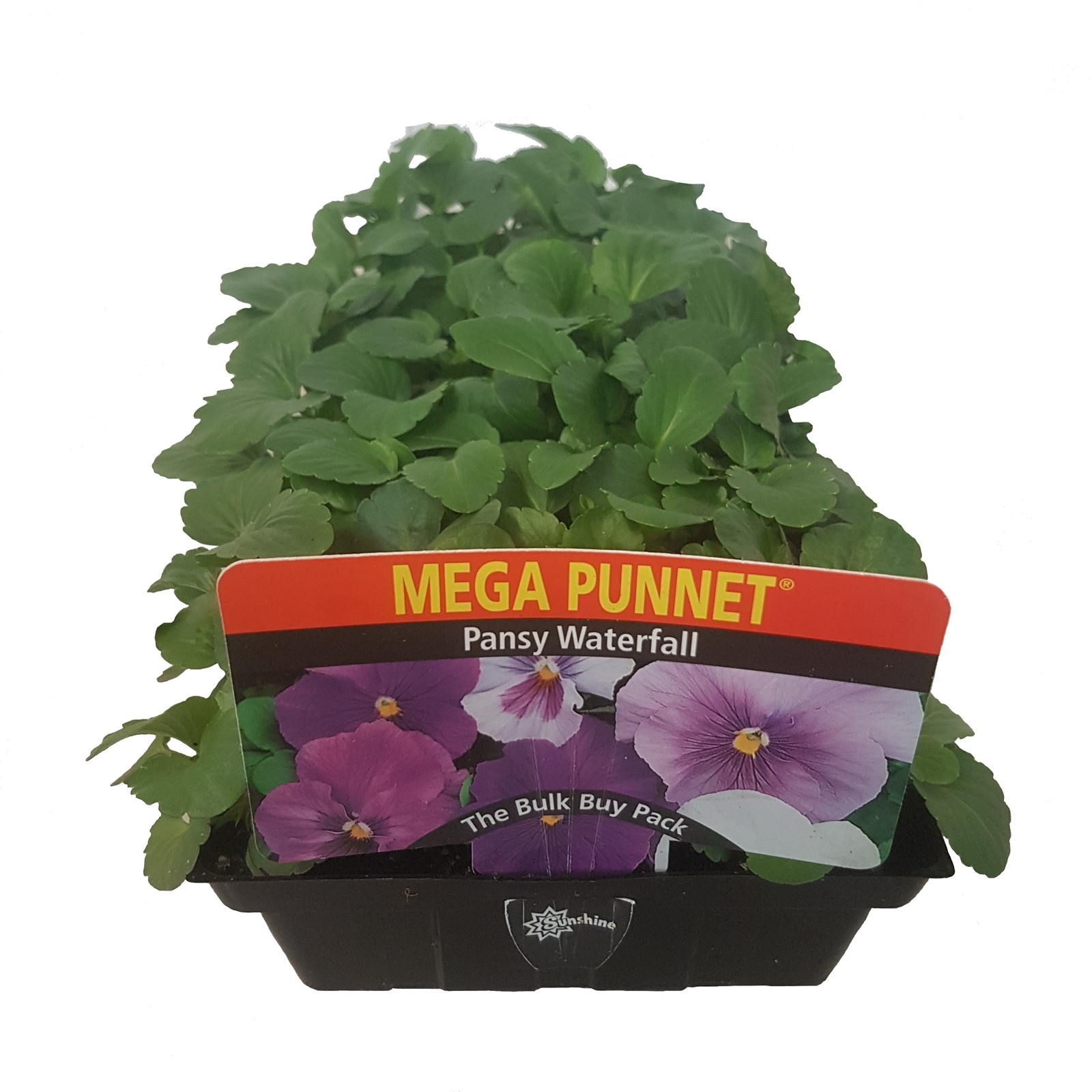 Mega Punnet - Pansy Waterfall - Viola x wittrockiana - Bunnings Australia