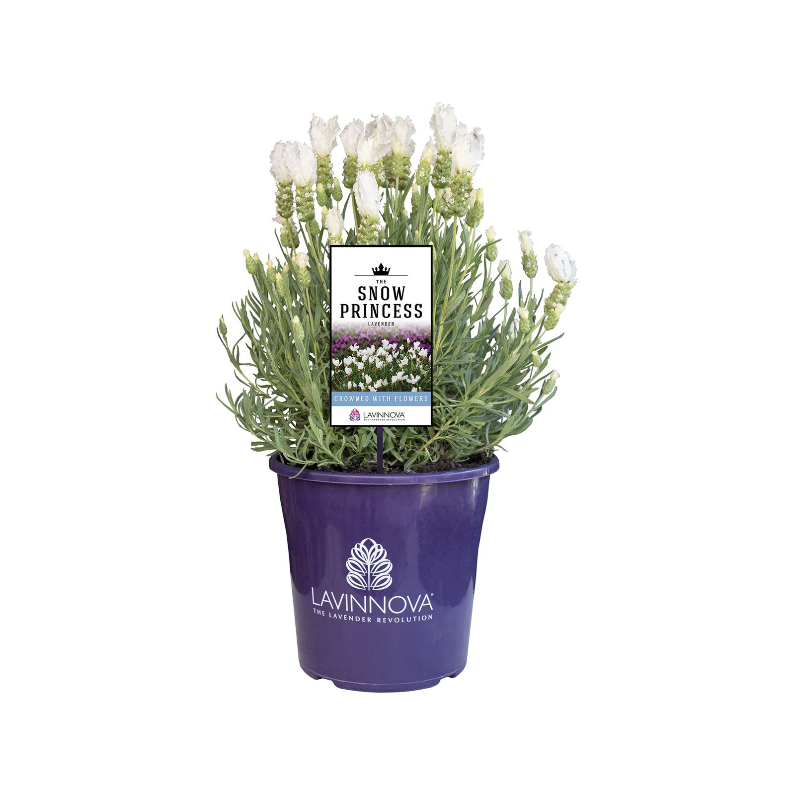 200mm Lavender LAVINNOVA® The Snow Princess - Lavandula hybrid ...