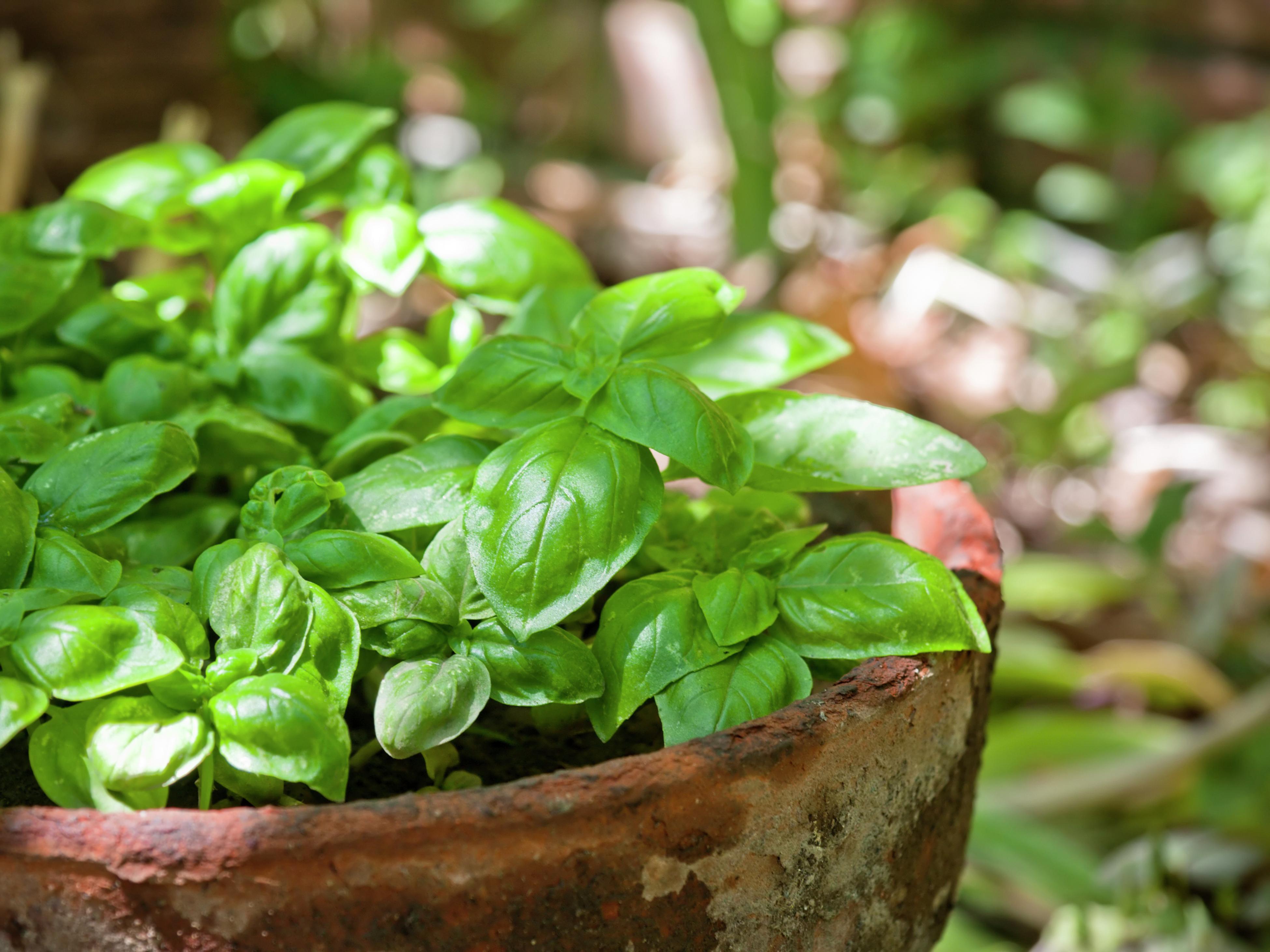 How To Plant, Grow And Harvest Basil - Bunnings Australia