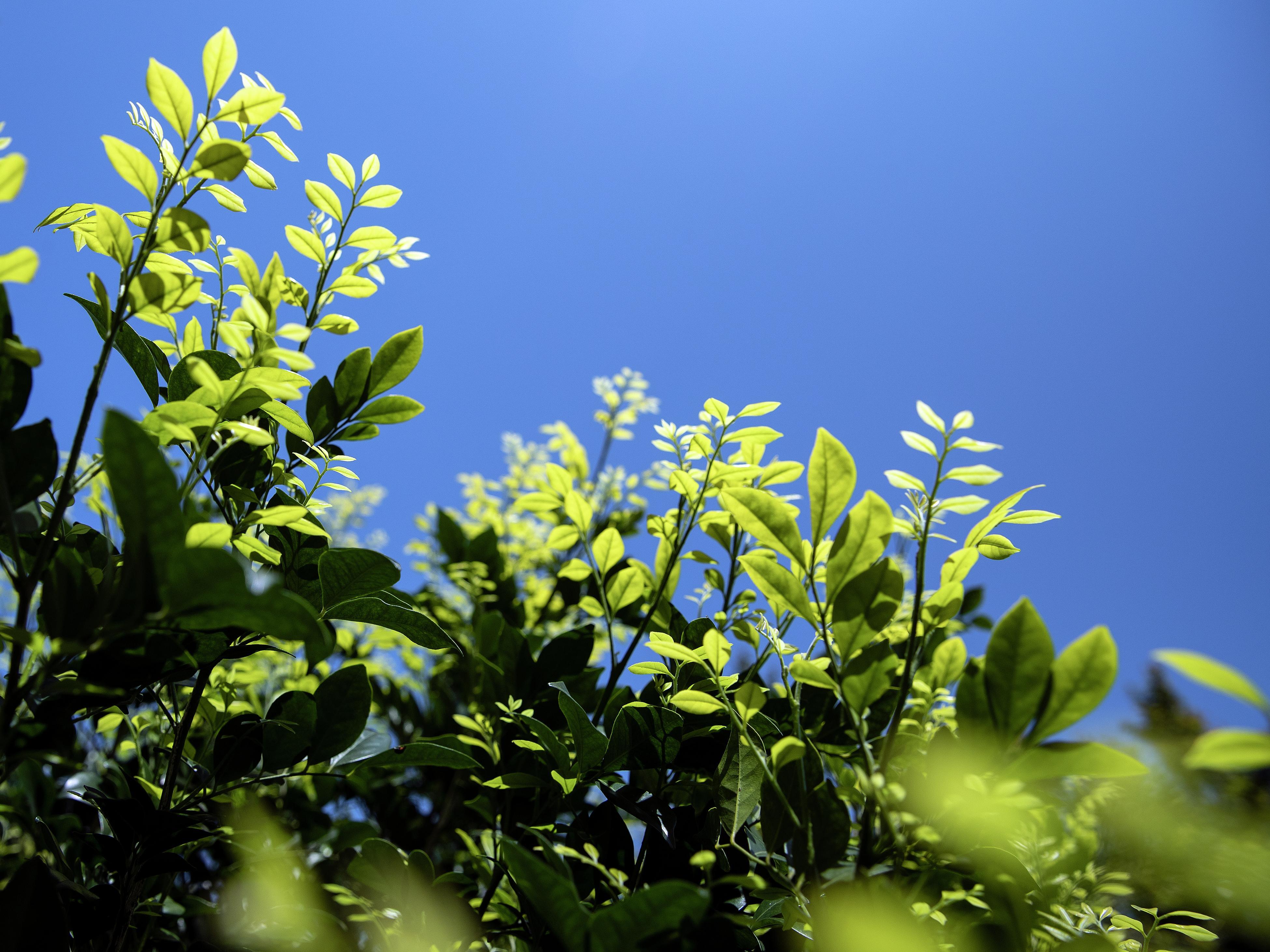 Planting, Growing And Pruning Murraya Hedges - Bunnings Australia