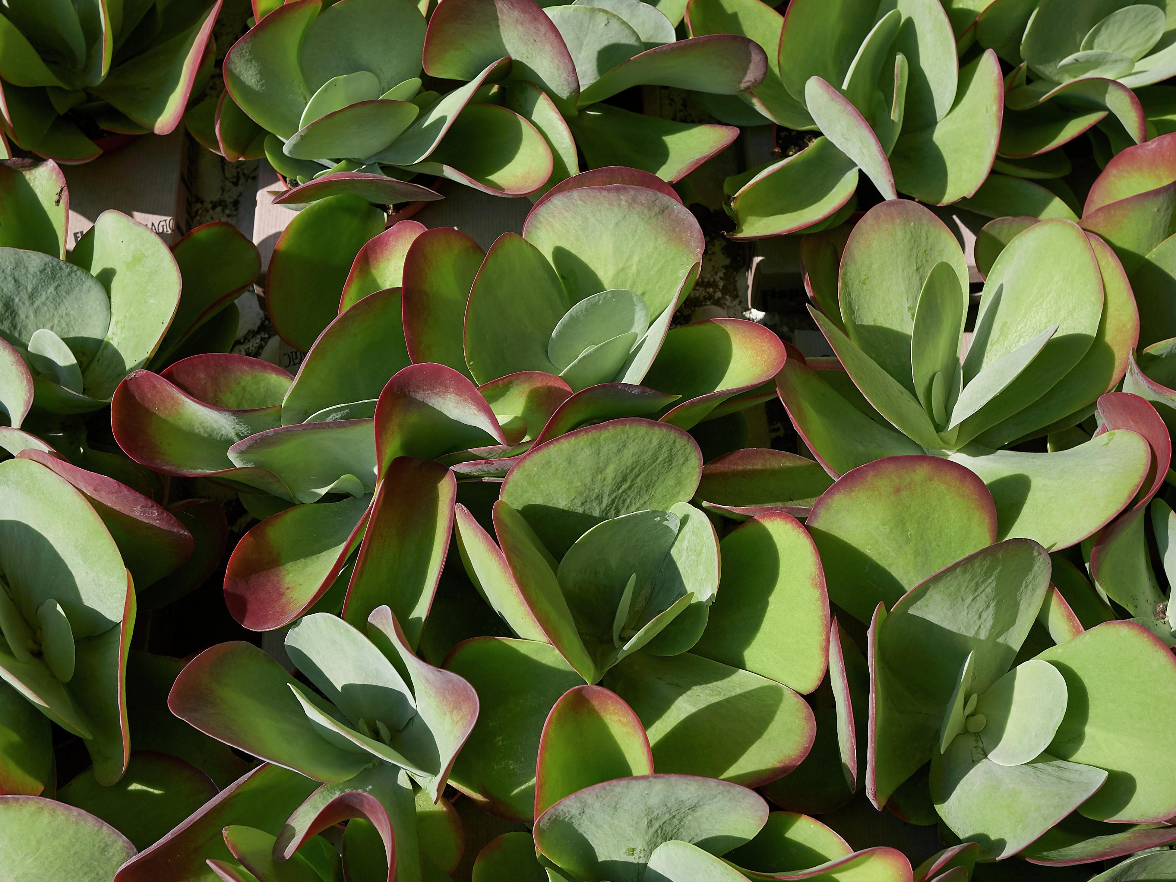 How To Grow A Flapjack Plant - Bunnings Australia