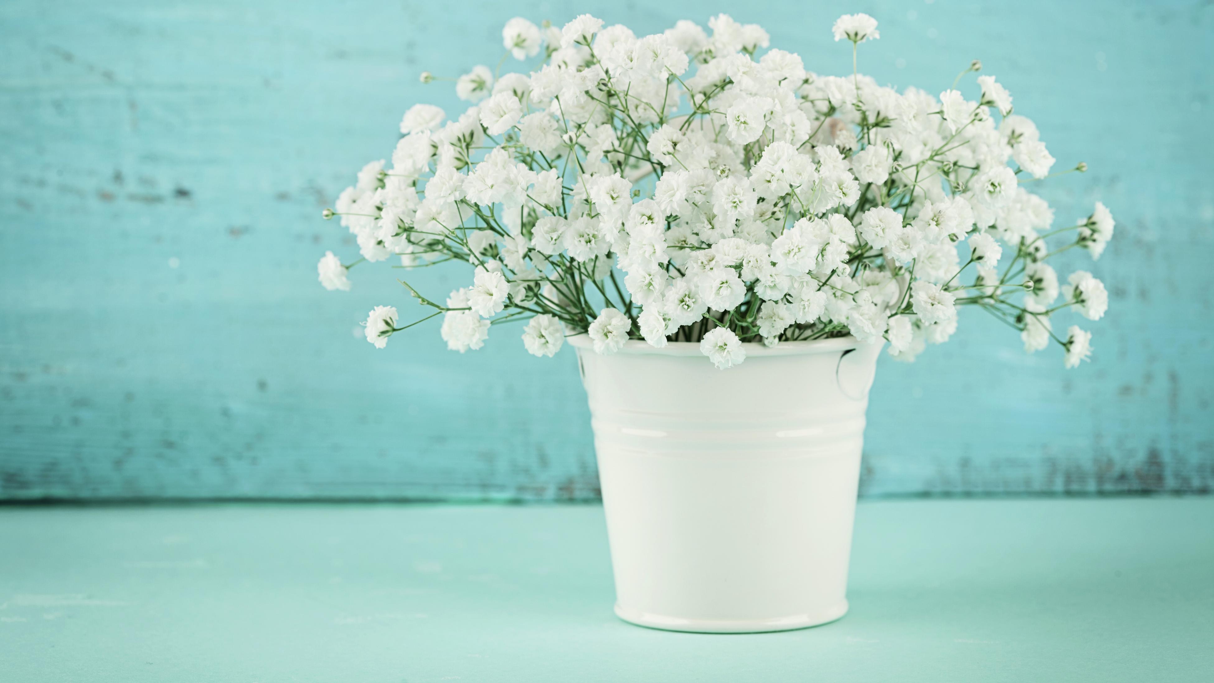 How To Grow Baby’s Breath Flowers - Bunnings Australia