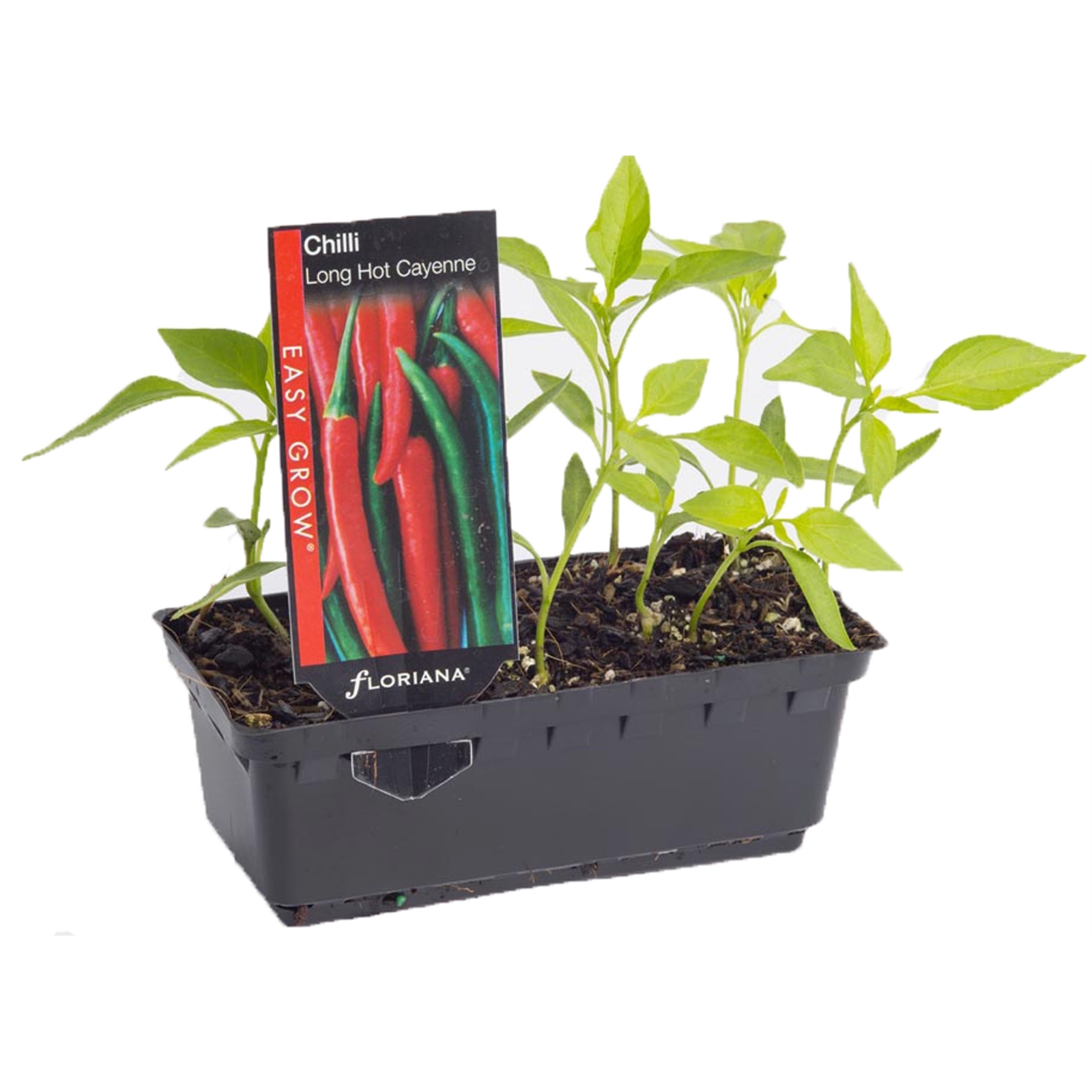 Chilli Long Hot Cayenne Punnet - Capsicum annuum - Bunnings Australia