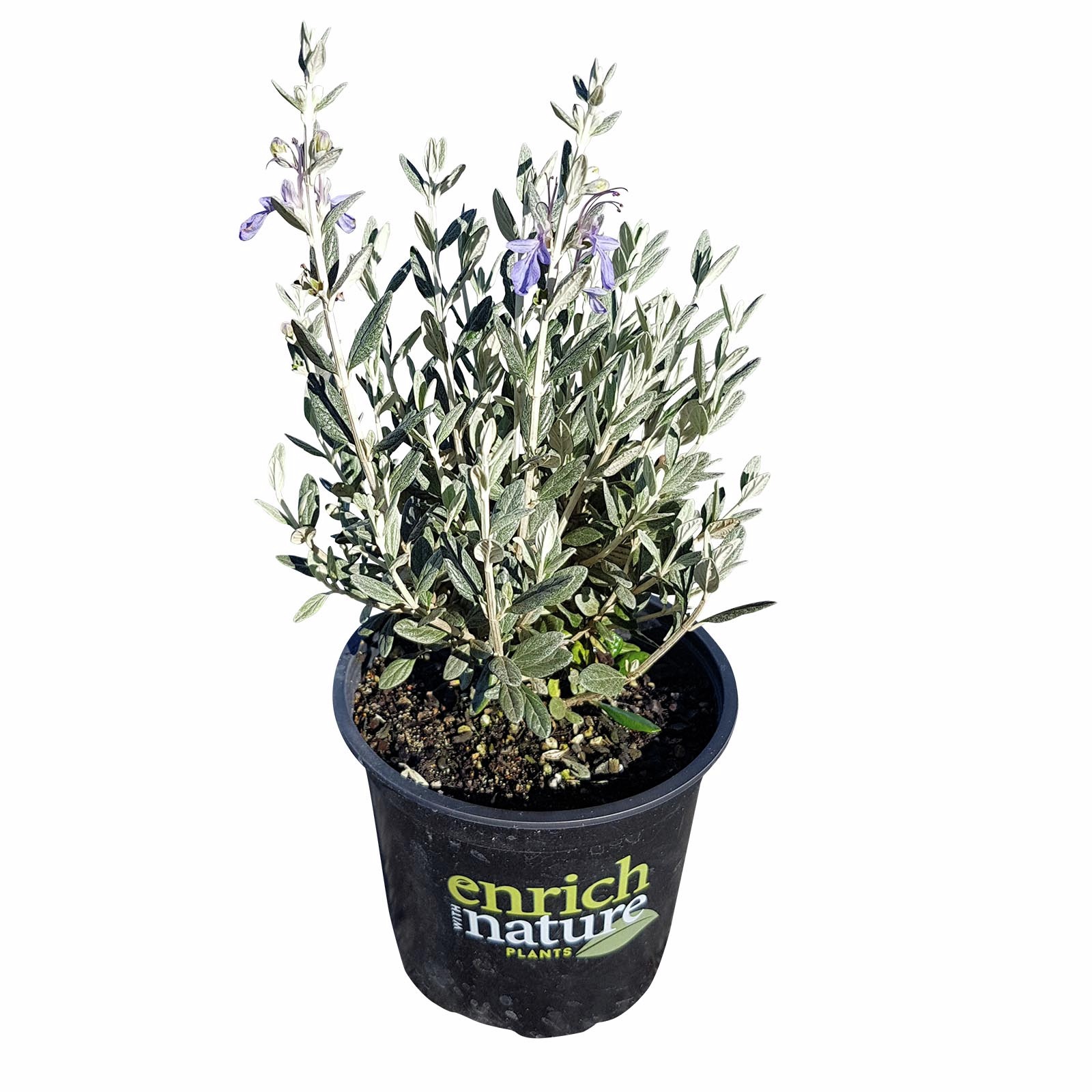 150mm Silver Germander - Teucrium fruitcans Platinum Baby - Bunnings ...