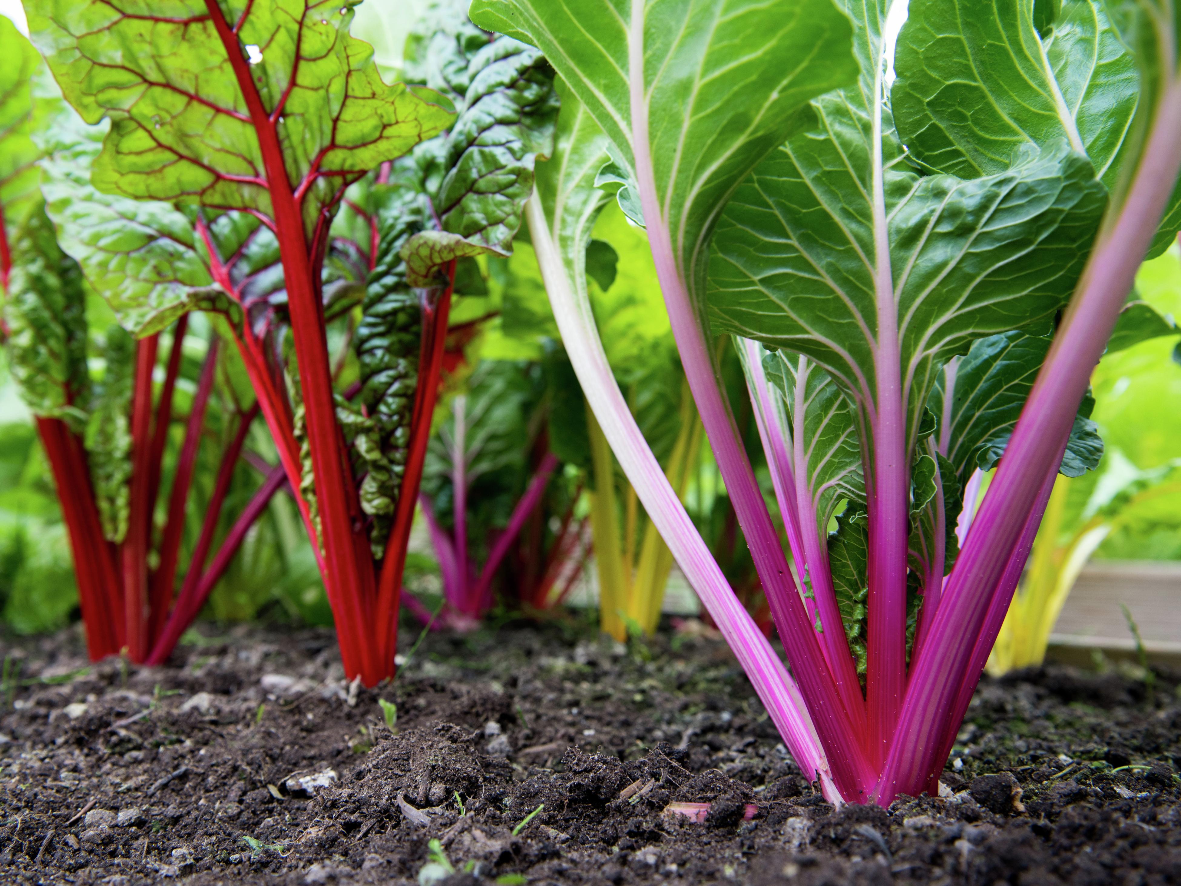 How To Grow Silverbeet - Bunnings Australia