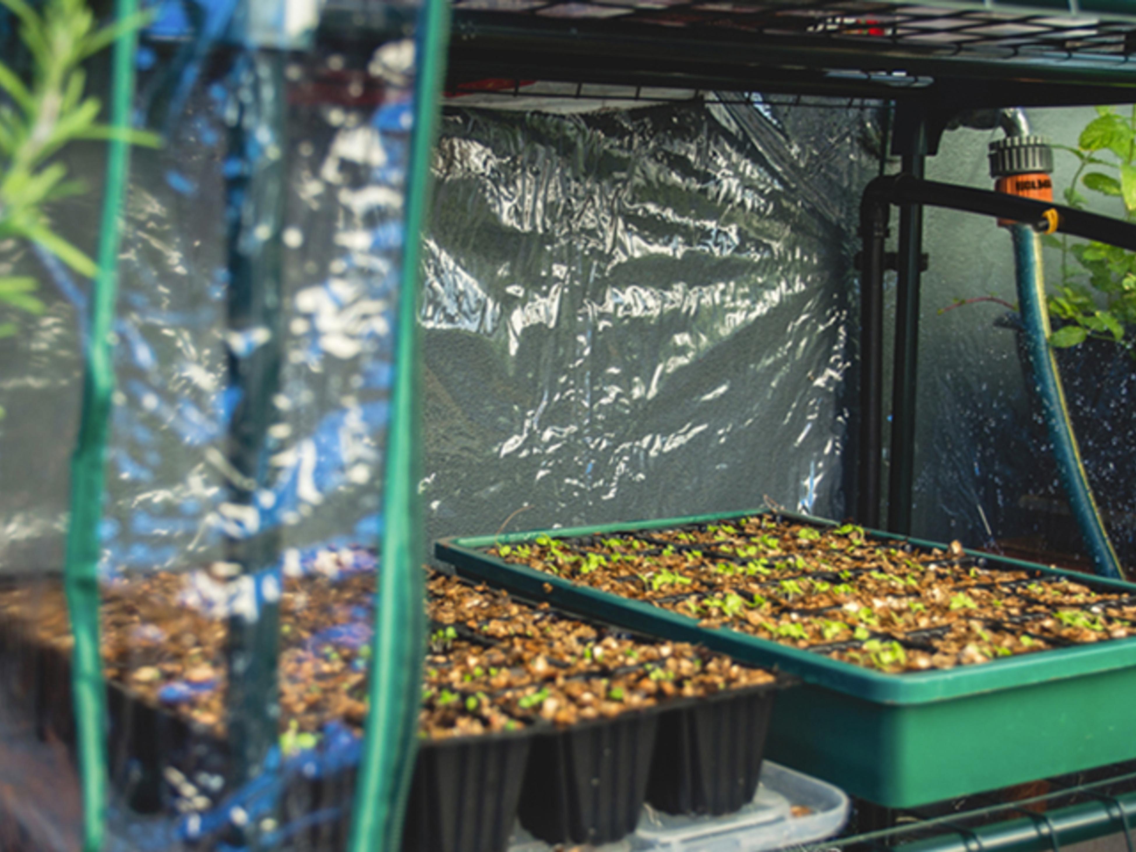 Five Steps For Propagating In A Greenhouse - Bunnings Australia