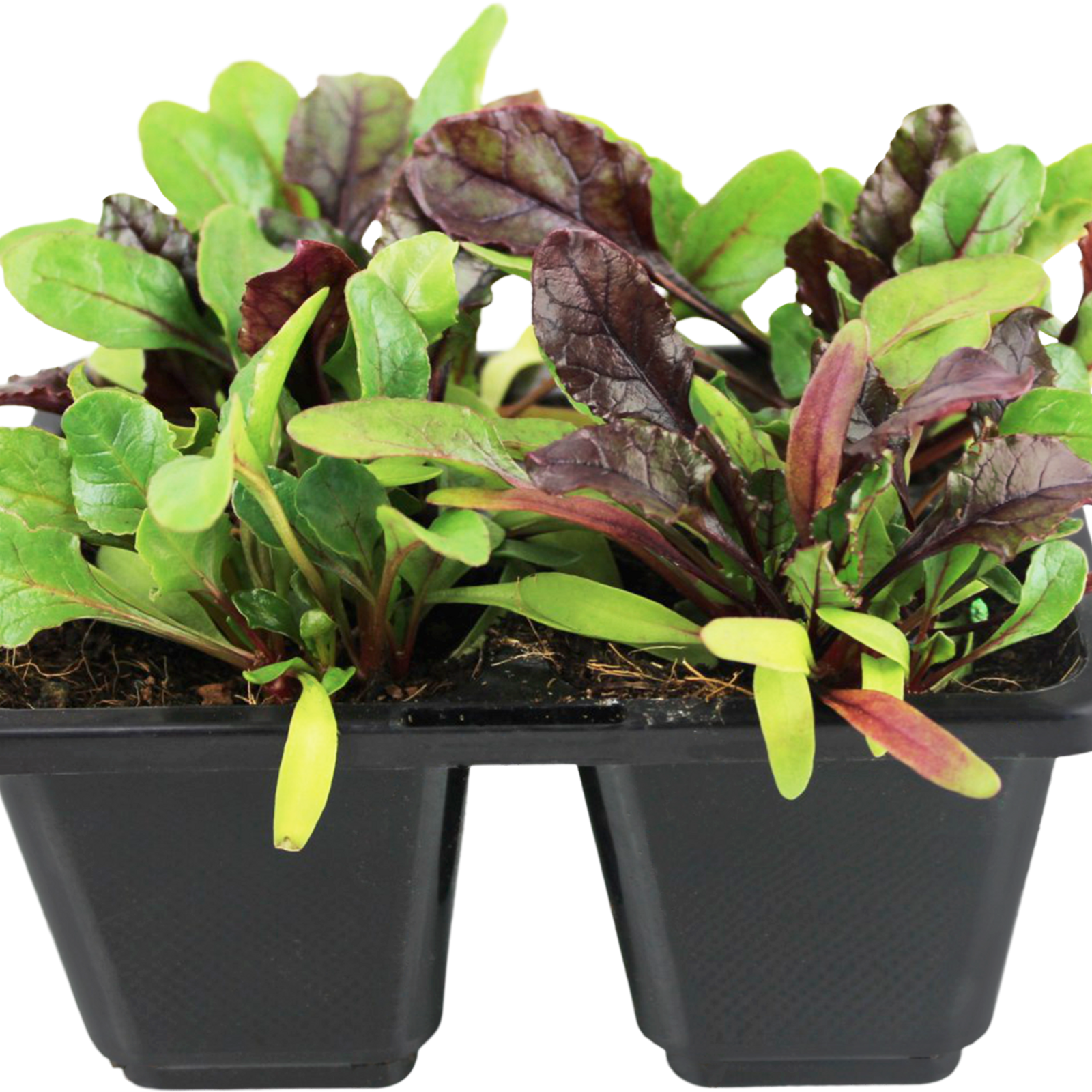 Better Seedlings Edible Rainbow Beetroot Colour Mix - 4 Pack - Bunnings ...
