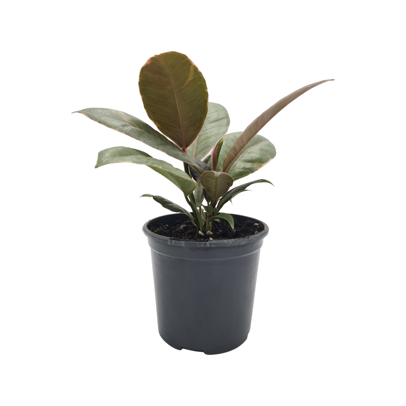 100mm Rubber Plant Ruby - Ficus elastica Decora - Easy Starter Range ...