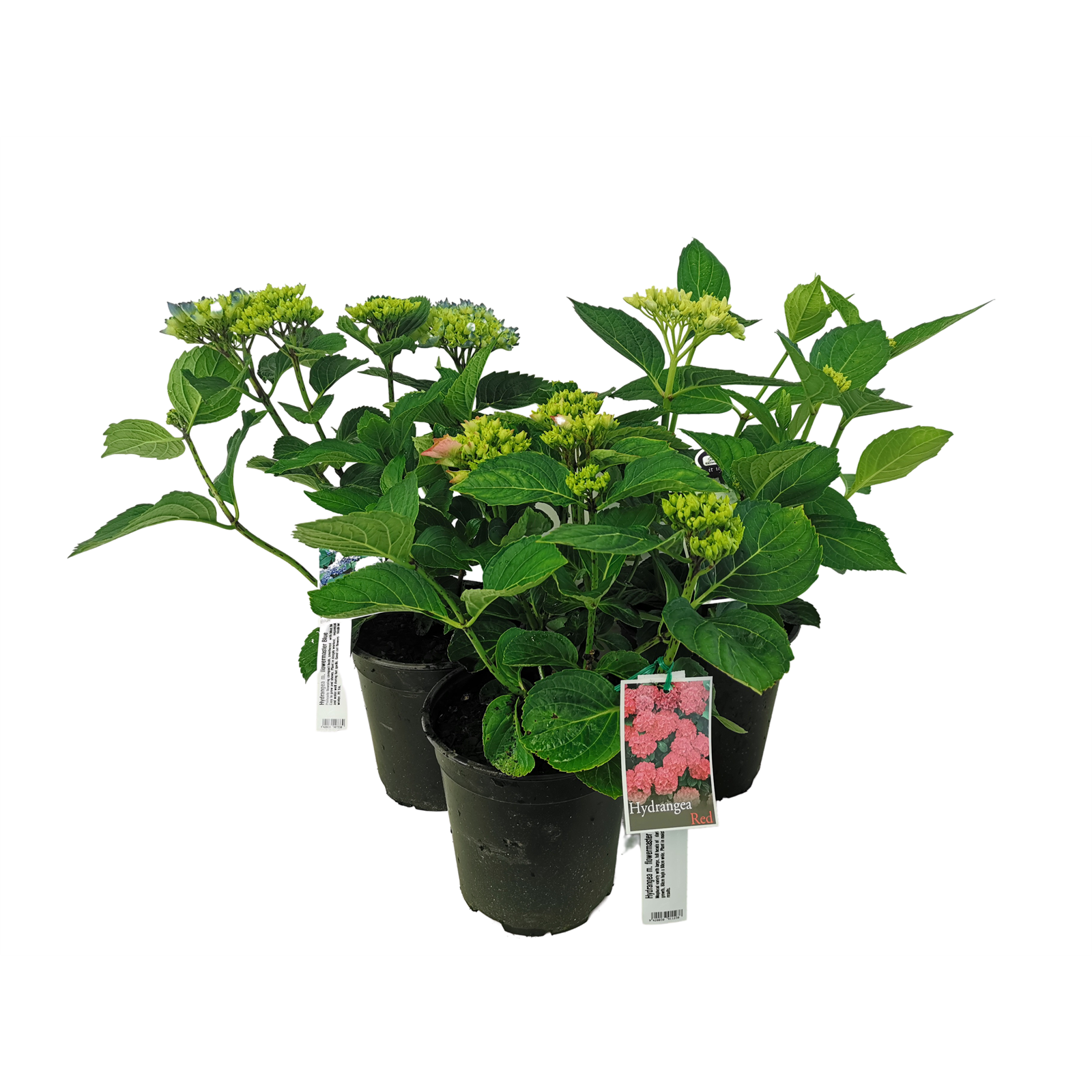 3.5L Hydrangea Assorted - Bunnings New Zealand