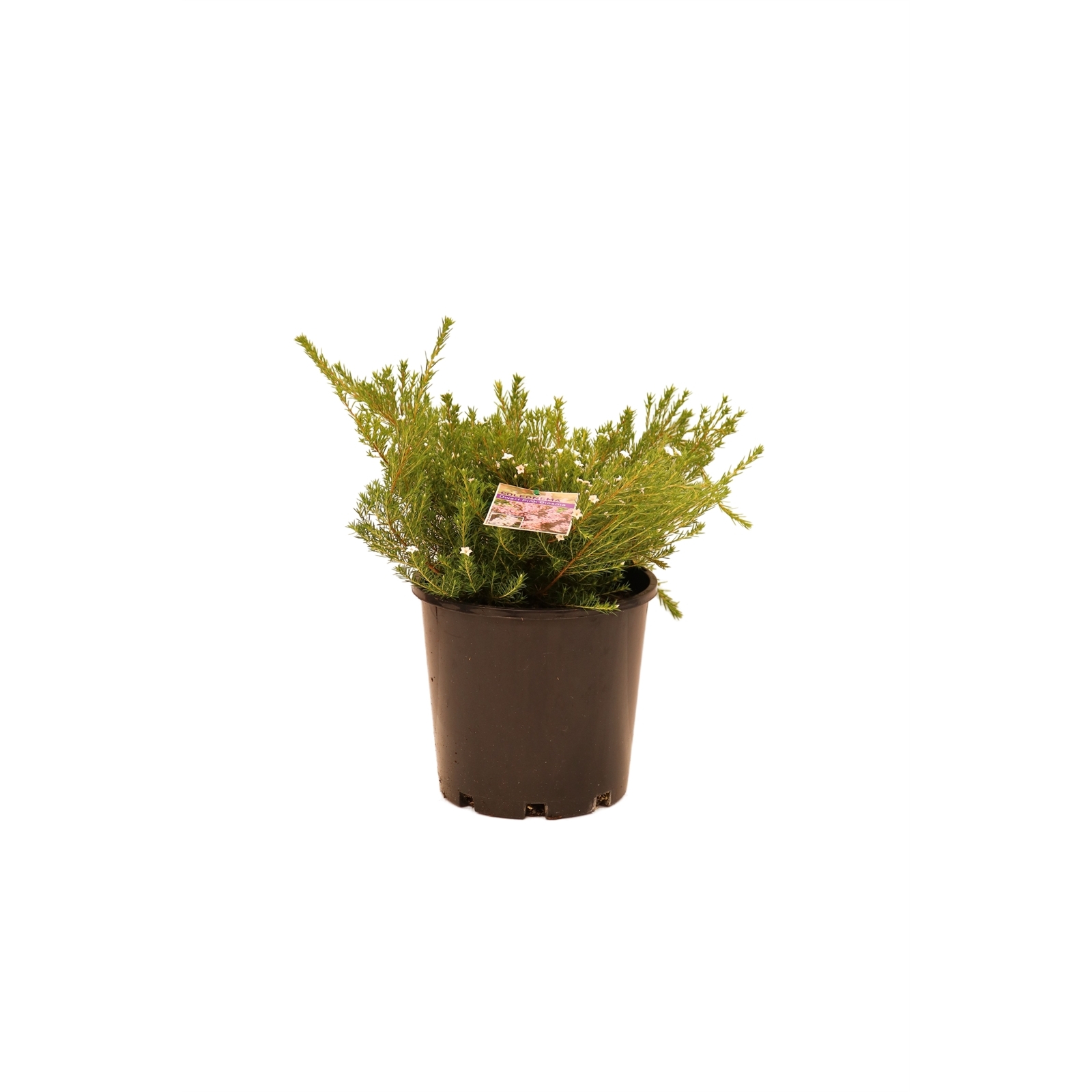 200mm Dwarf Pink Diosma - Coleonema compacta - Bunnings Australia