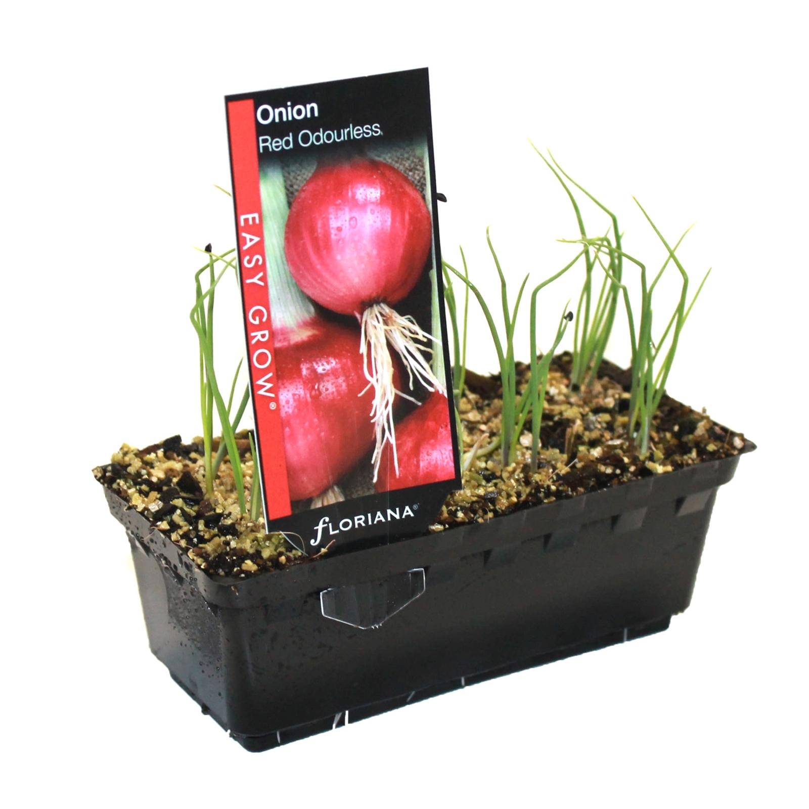 Onion Red Punnet - Allium cepa - Bunnings Australia