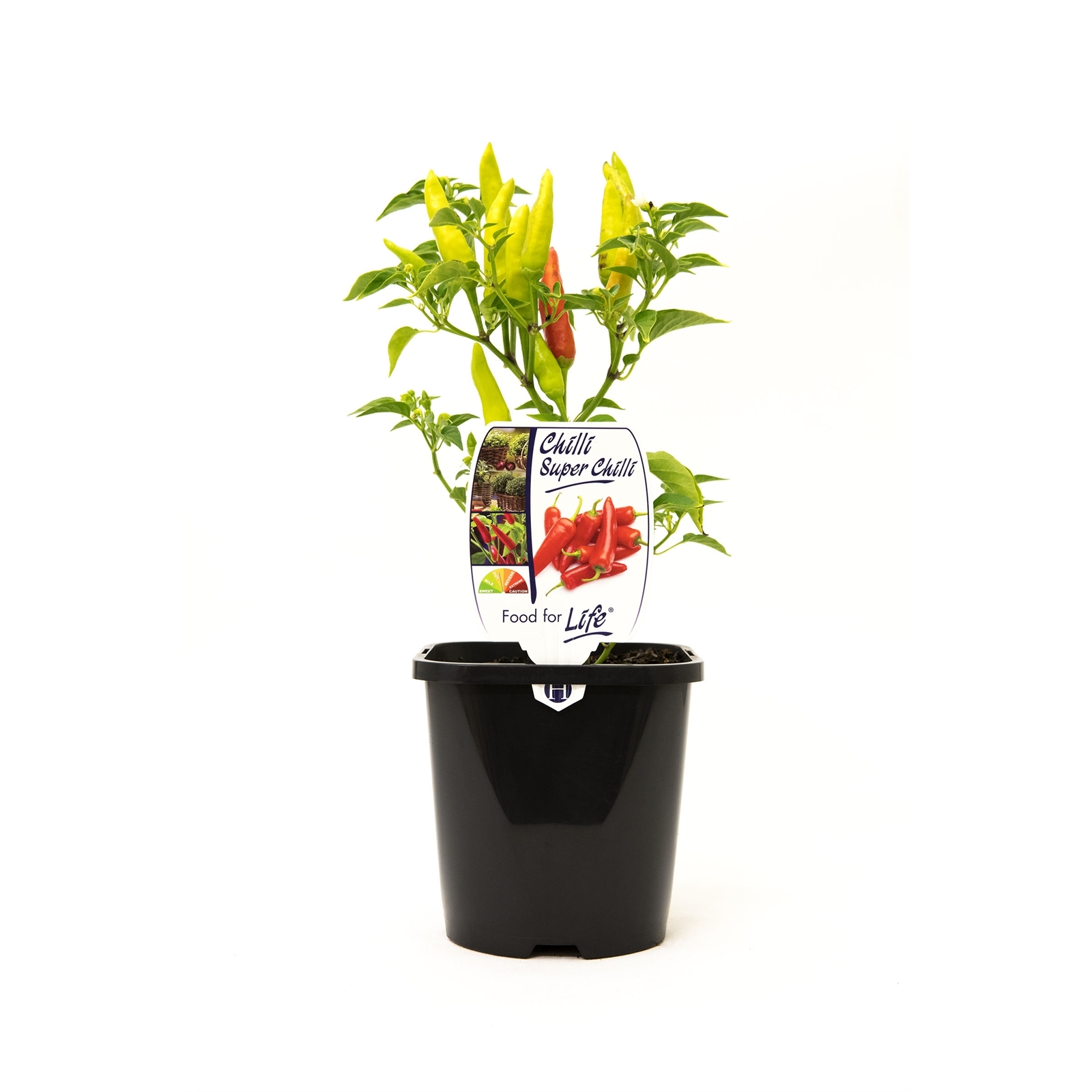 125mm Chilli Super Chilli - Capsicum annuum - Bunnings Australia