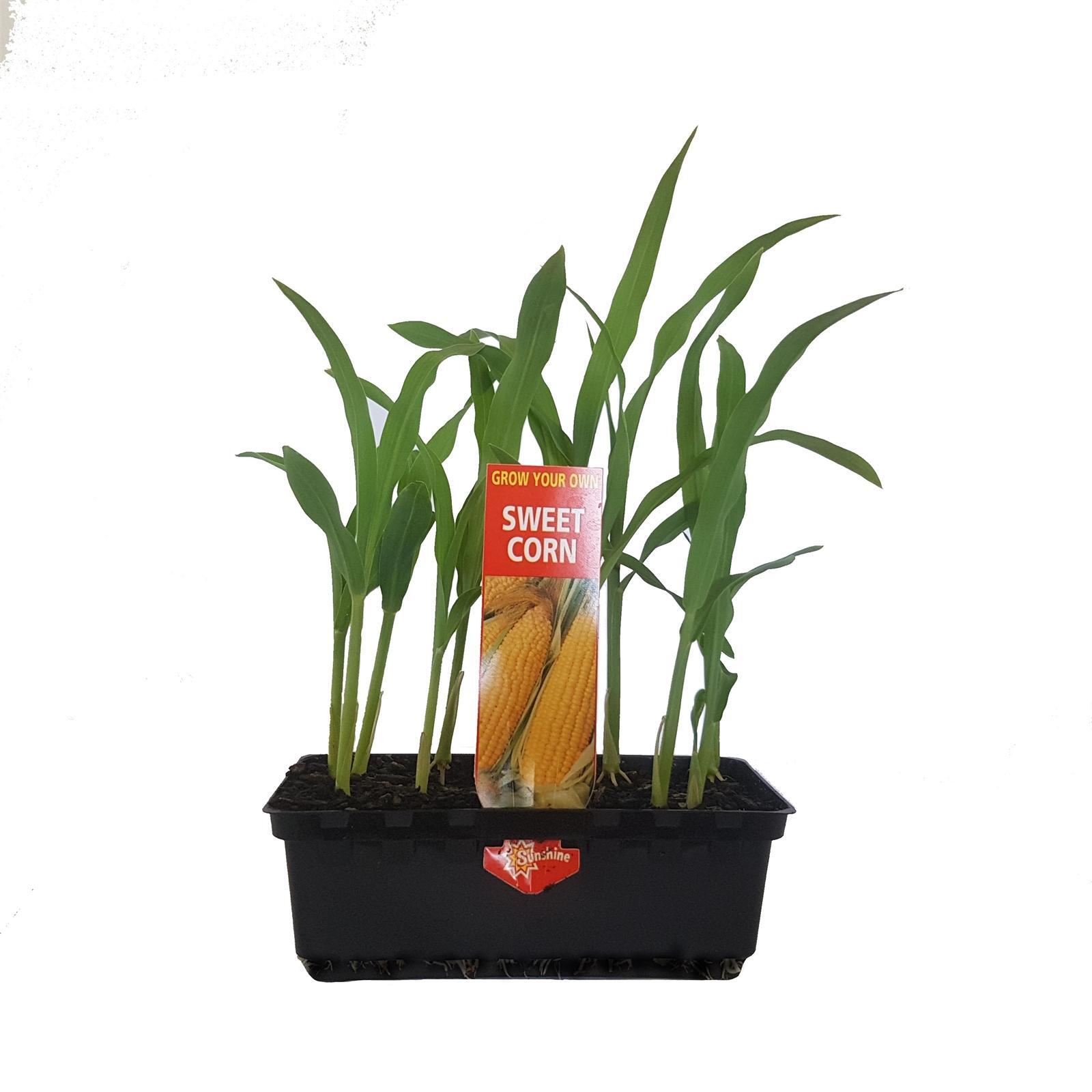 Punnet Sweet Corn - Zesa mays - Bunnings Australia