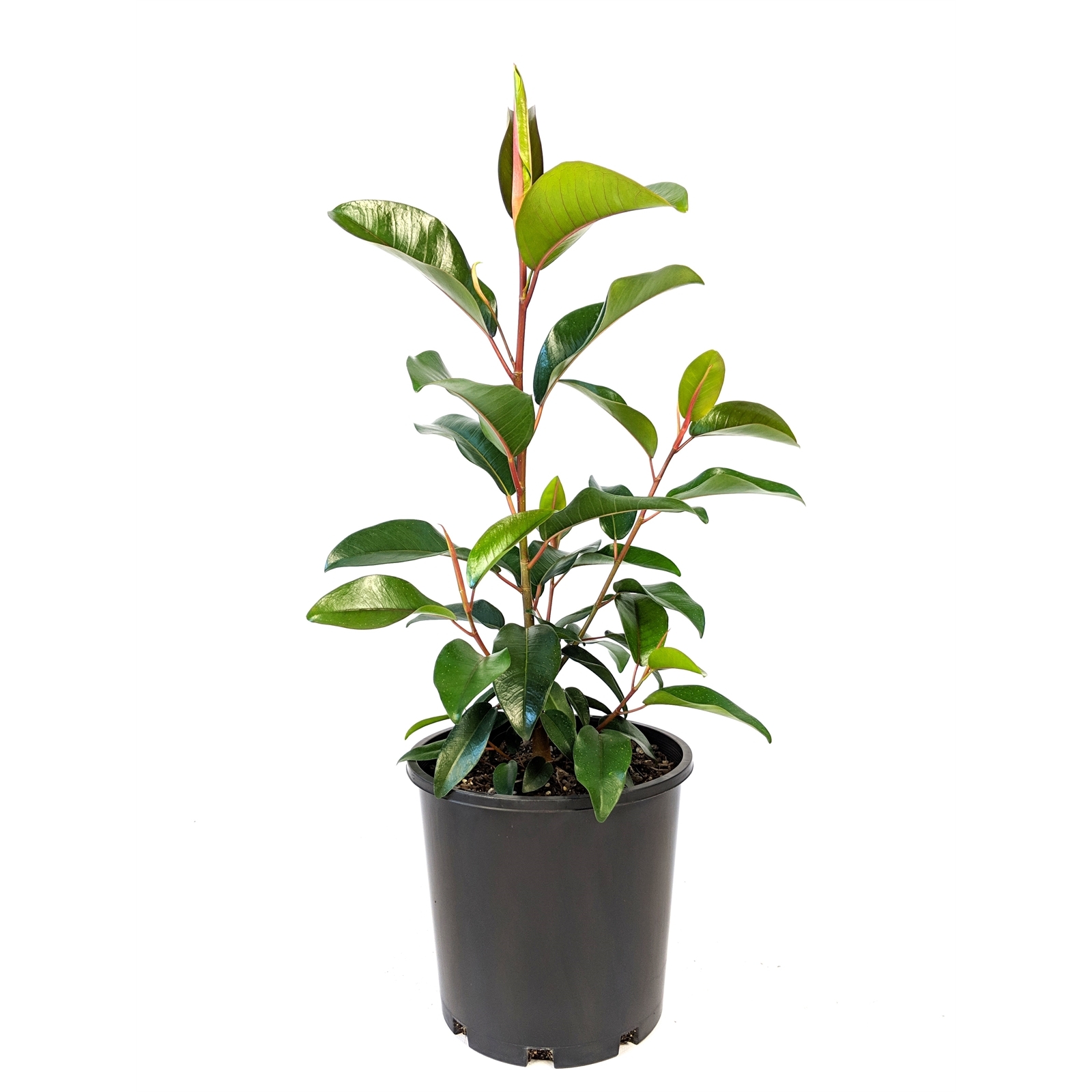 200mm Small Leaved Fig - Ficus obliqua - Australian Native Range ...