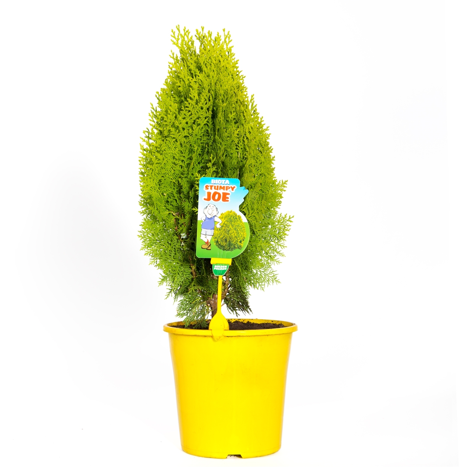 200mm Stumpy Joe Conifer - Thuja orientalus aurea nana - Bunnings Australia