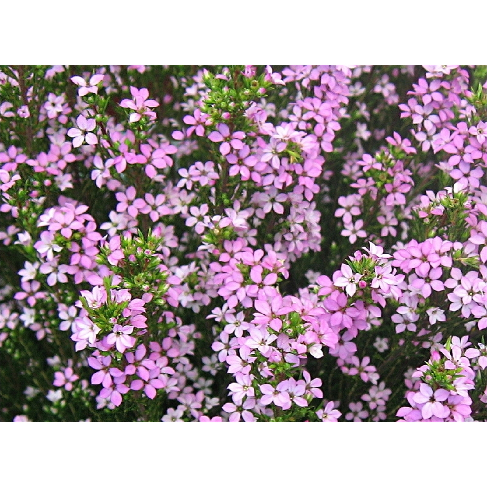 140mm Pink Diosma - Diosma pulchellum - Bunnings Australia