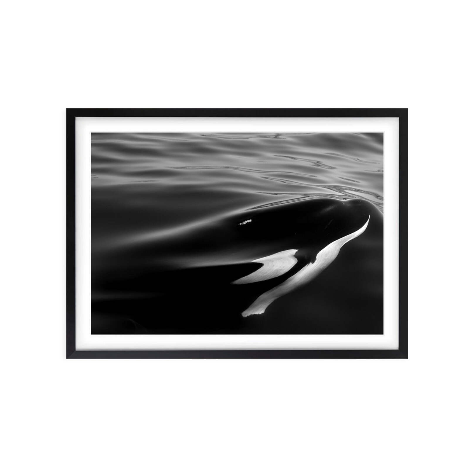 Wall Art's Monochrome Orca Framed A1 Art Print - Bunnings Australia