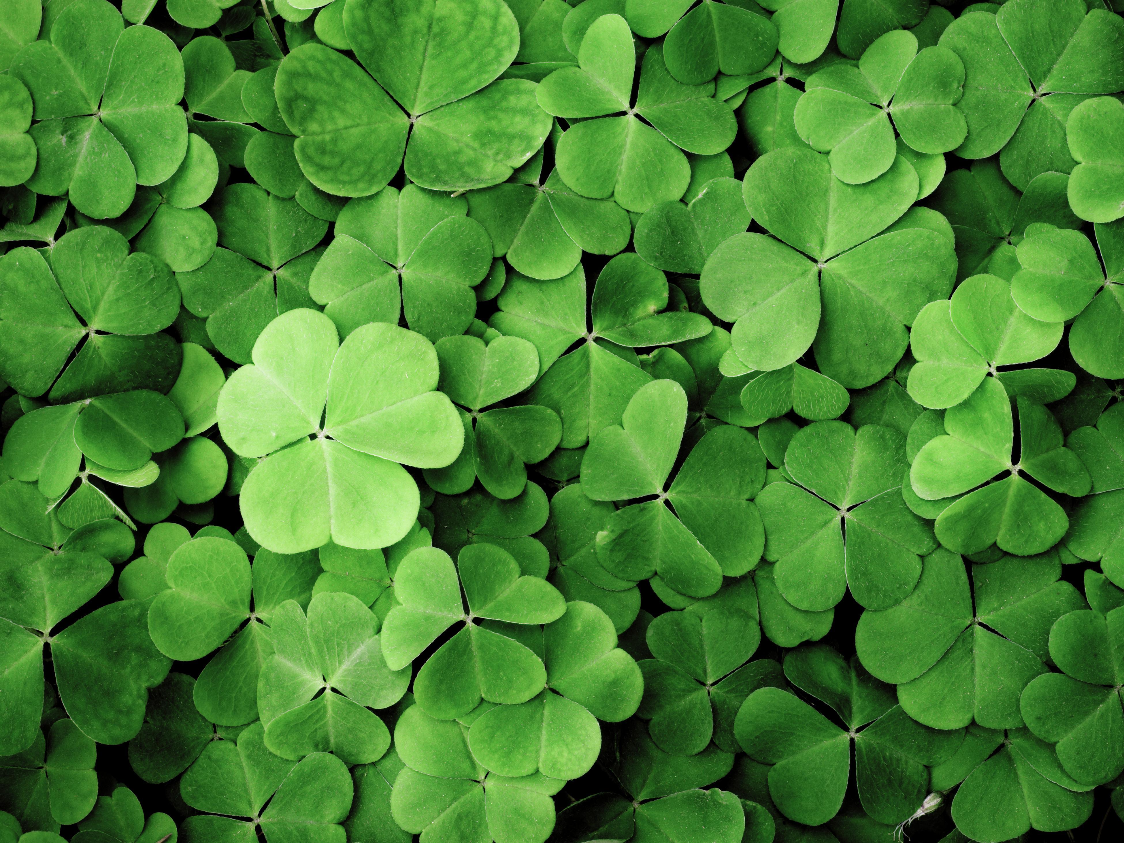 How To Grow And Care For A Shamrock Plant - Bunnings Australia