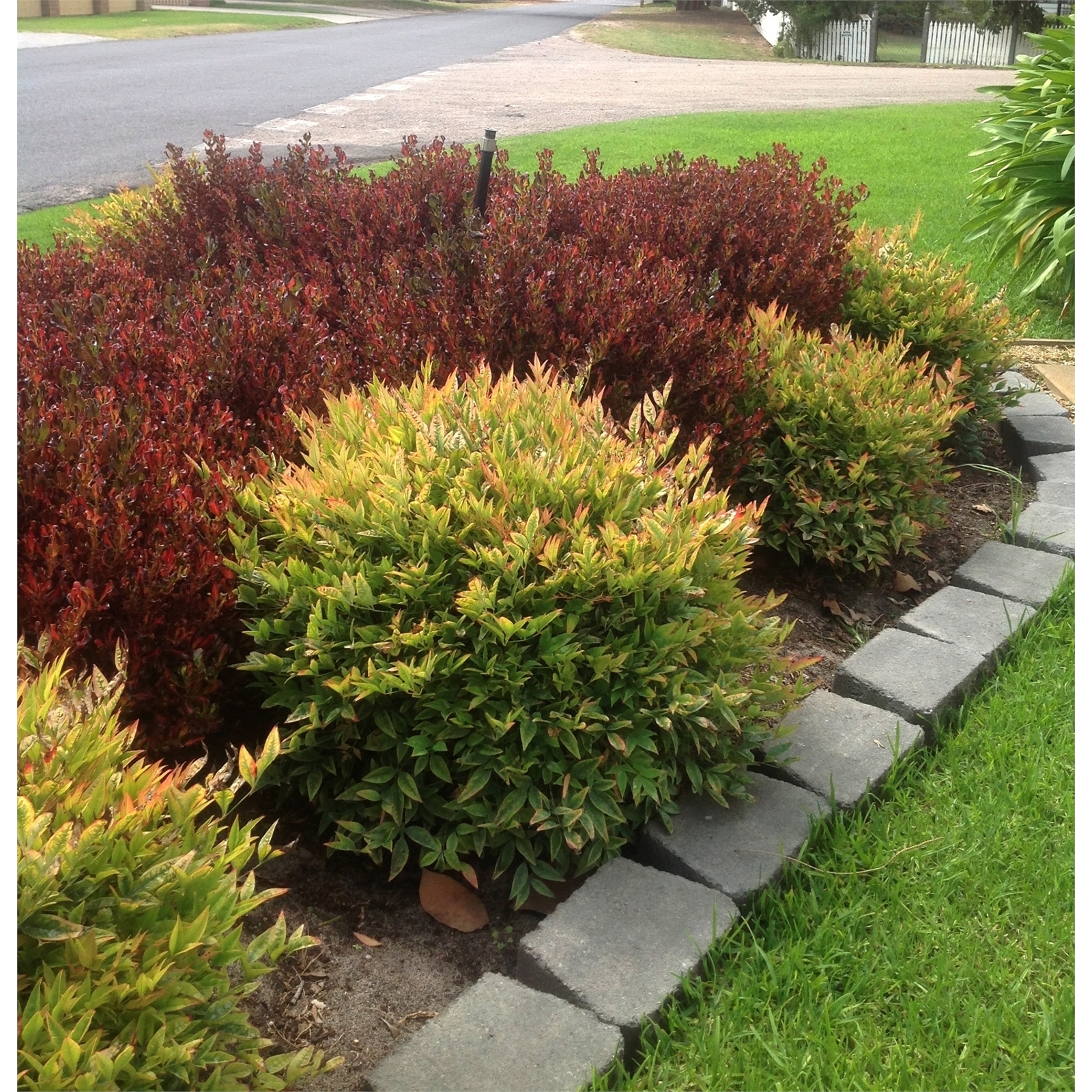 2.5L Coprosma Pacific Sunset - Coprosma repens - Bunnings New Zealand