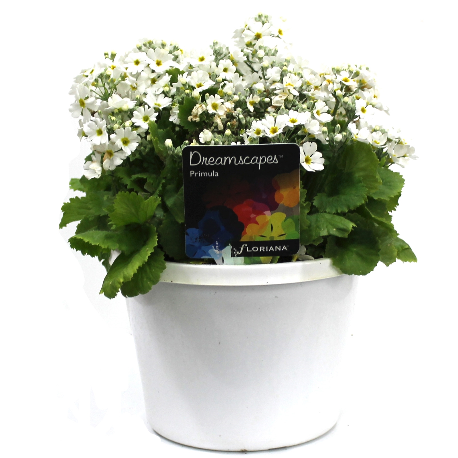 170mm Primula White - Primula malacoides - Bunnings Australia