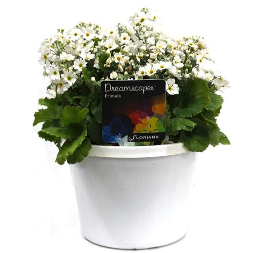 170mm Primula White - Primula malacoides - Bunnings Australia