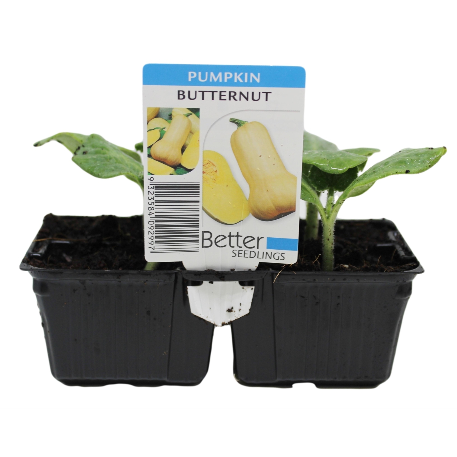 Pumpkin Butternut Vegetable Punnet - Bunnings Australia