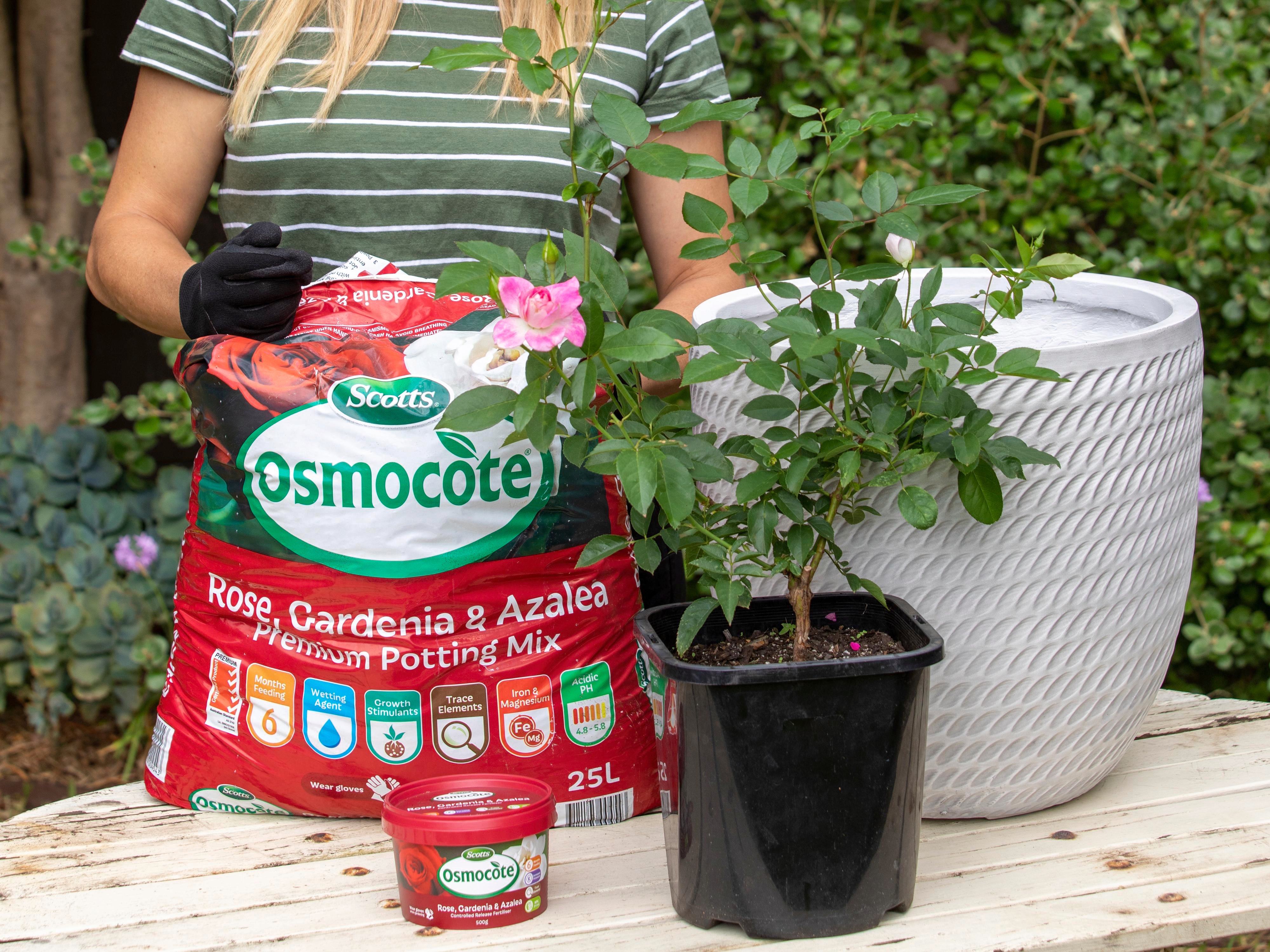How To Grow Roses In Pots With Scotts Osmocote - Bunnings Australia