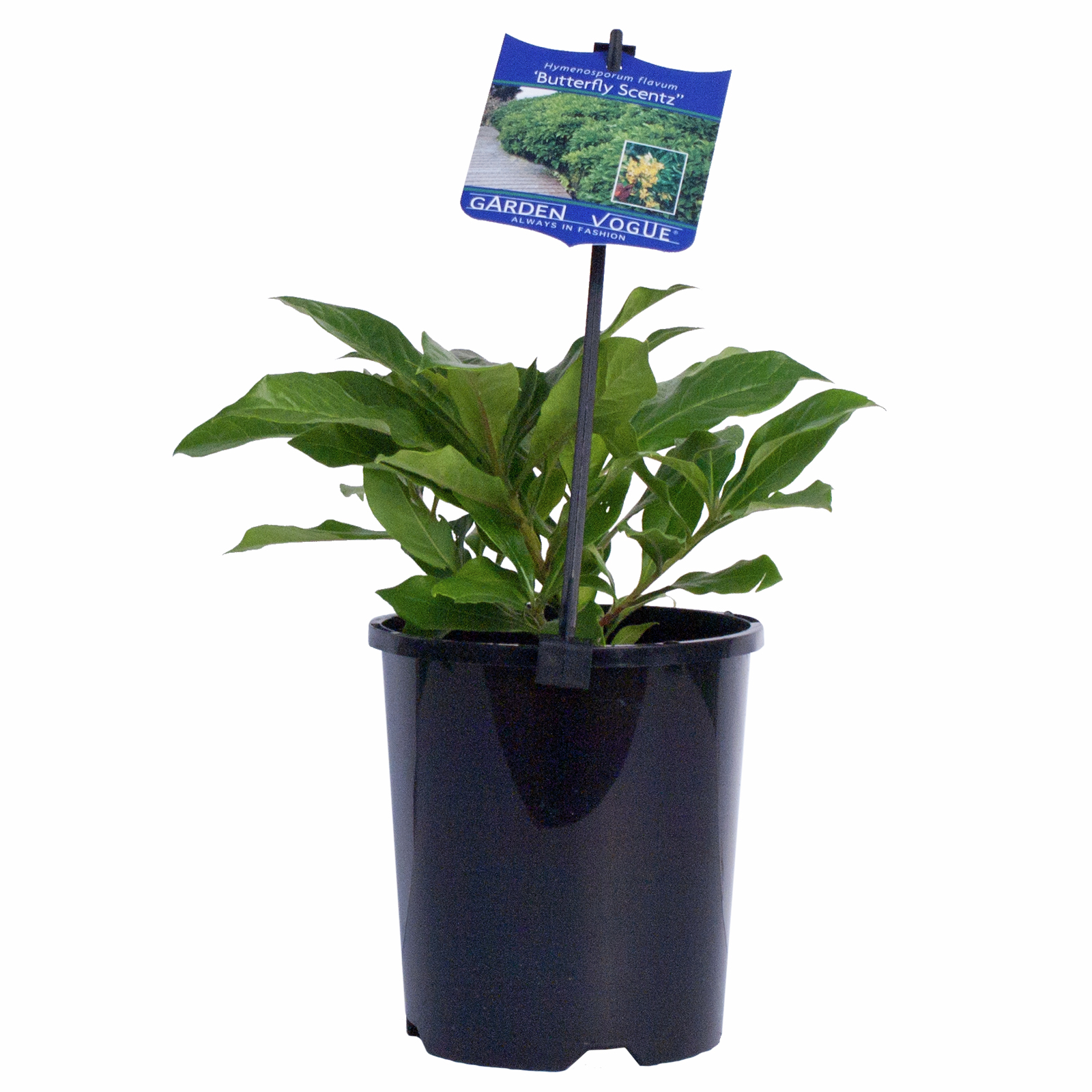 140mm Dwarf Native Frangipani - Hymenosporum flavum Butterfly Scentz ...