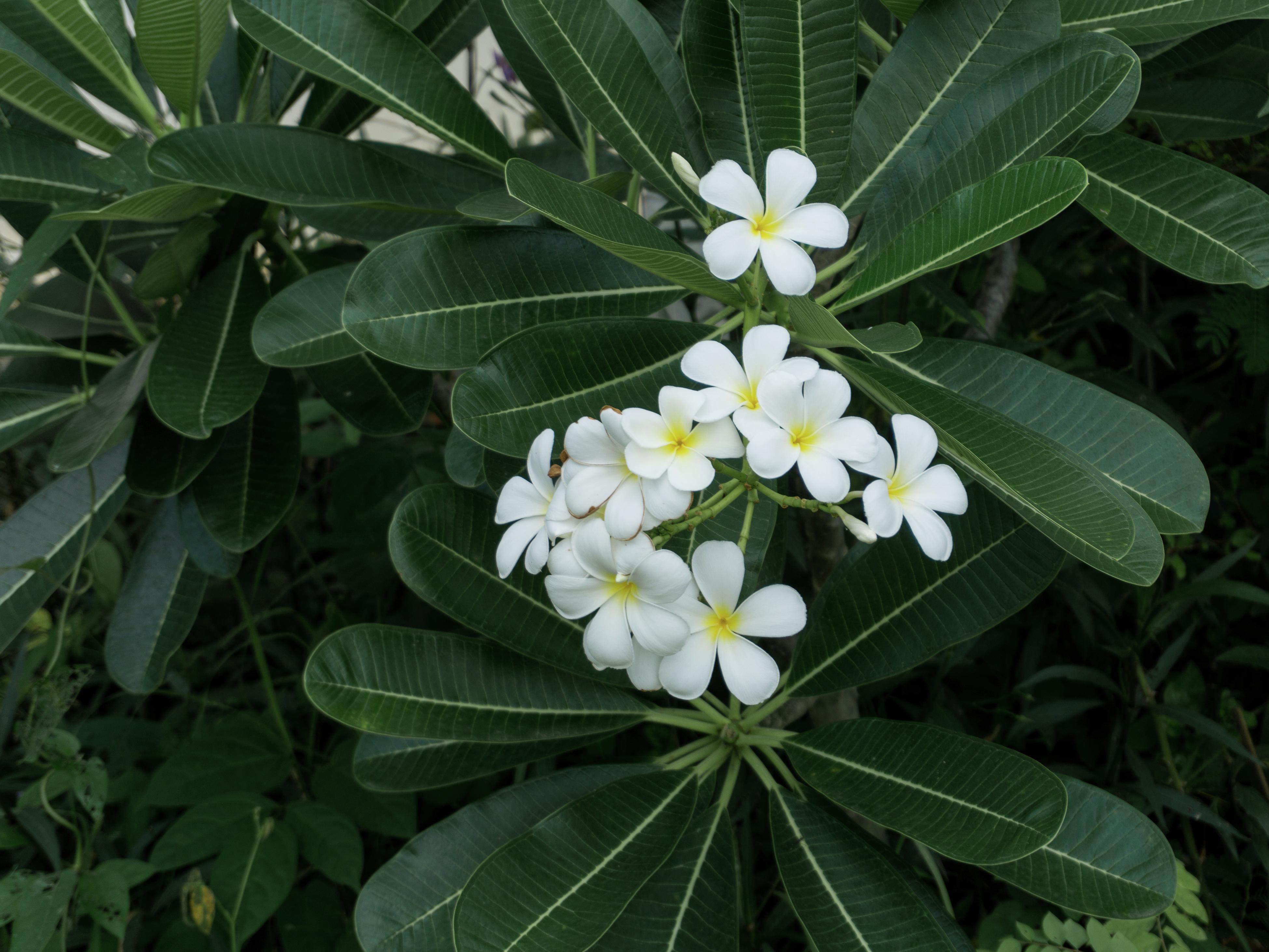How To Grow And Care For Frangipani - Bunnings Australia