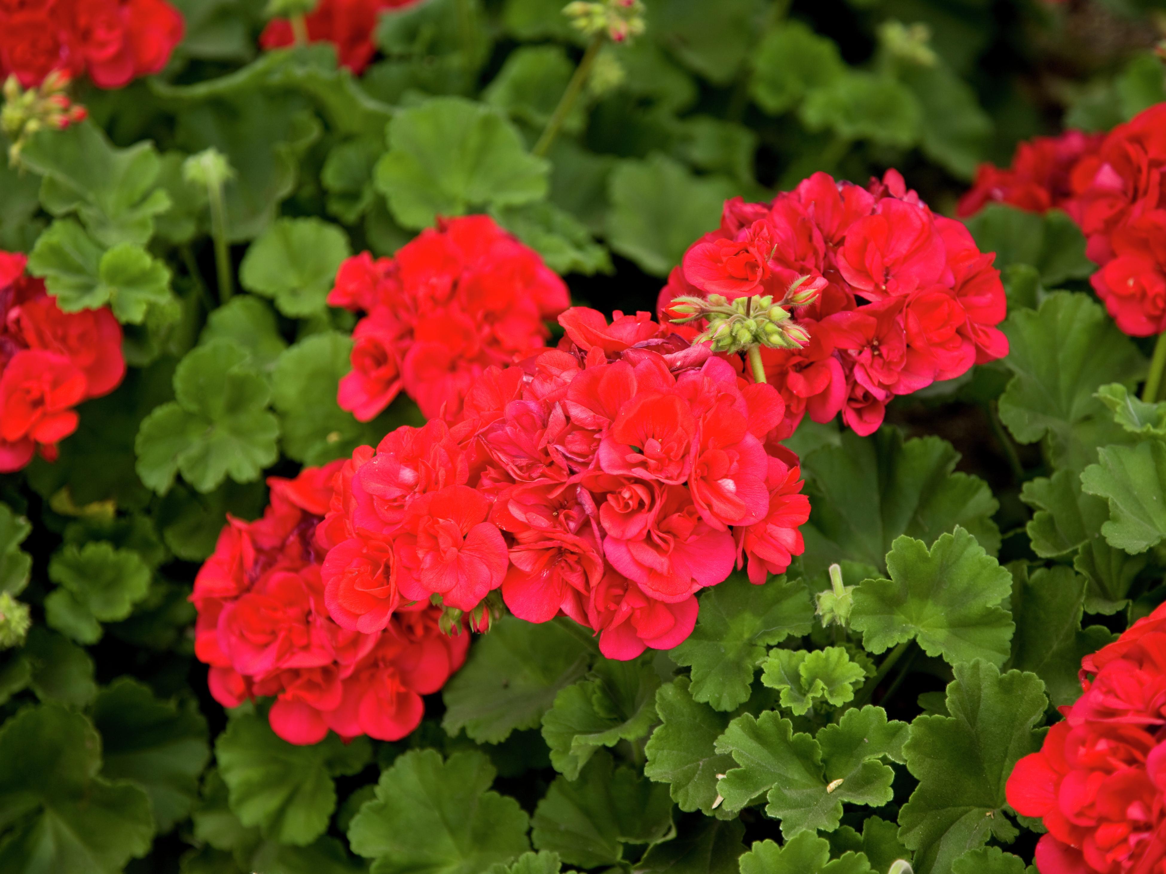 How To Care For And Plant Geraniums - Bunnings Australia