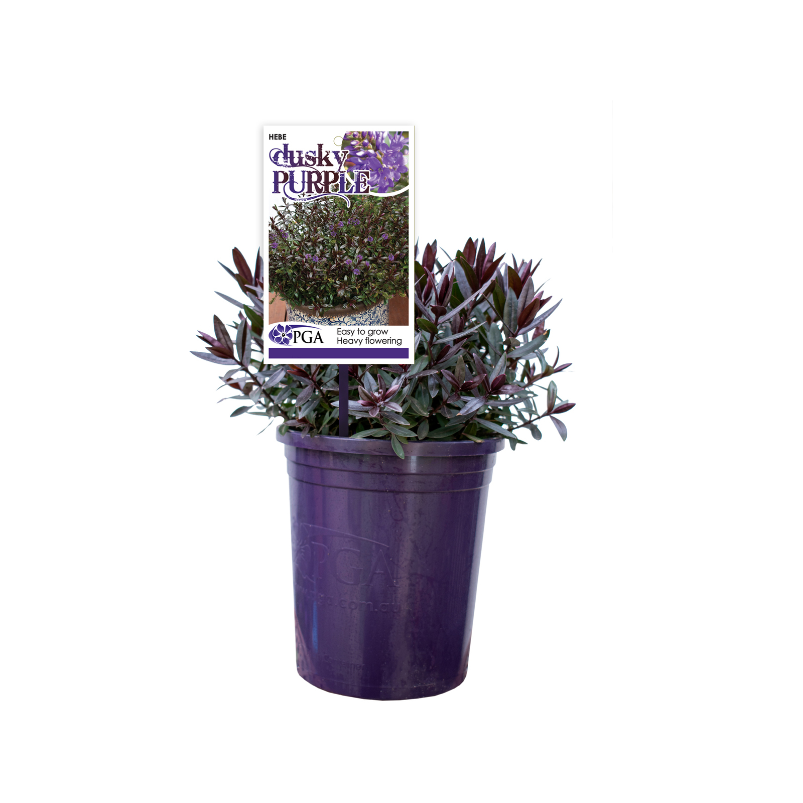 140mm Hebe Dusky Purple - Hebe - Bunnings Australia
