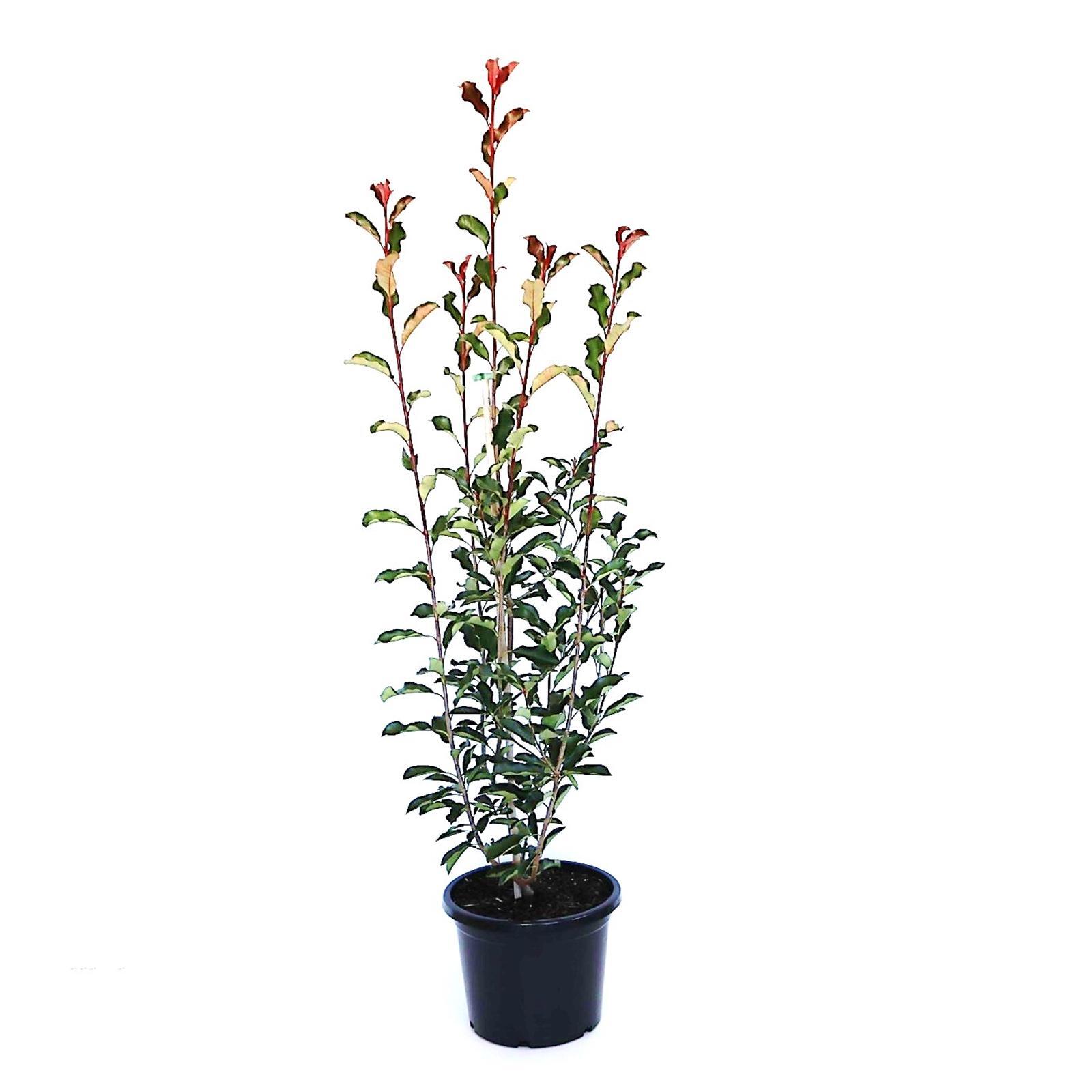 300mm Photinia Thin Red™ - Photinia x fraseri - Bunnings Australia