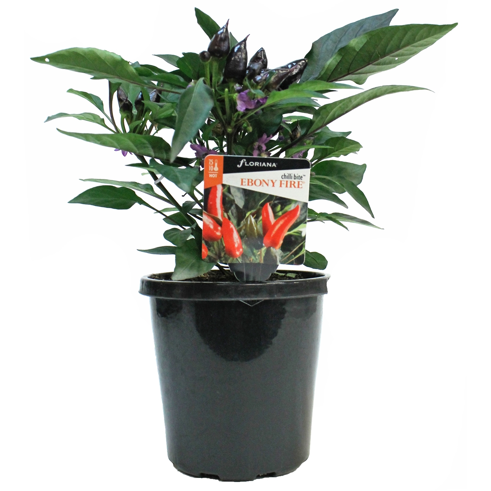 150mm Chilli Bite Ebony Fire - Capsicum annuum var. annuum - Bunnings ...