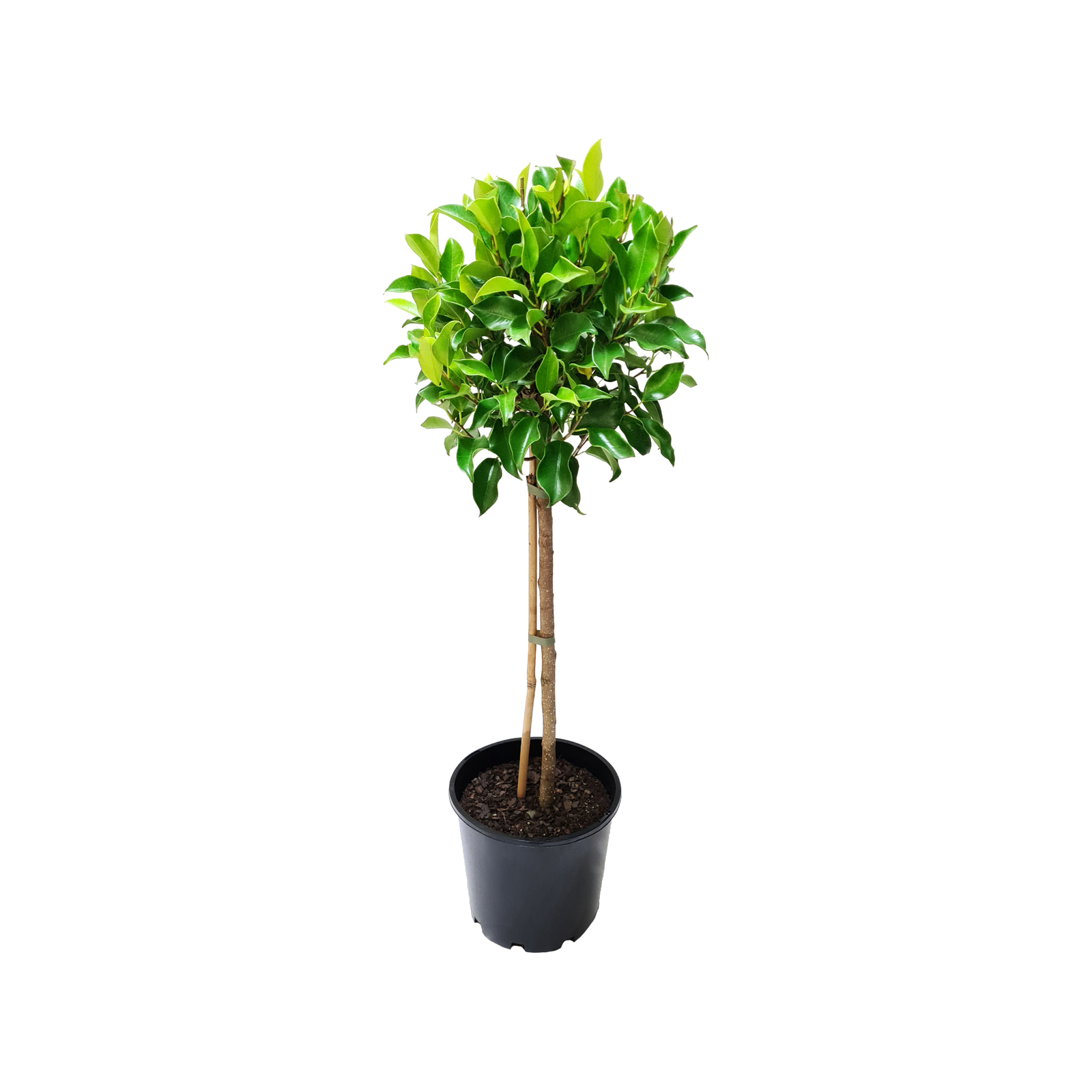 200mm Emerald Standard Fig - Ficus hillii - Bunnings Australia