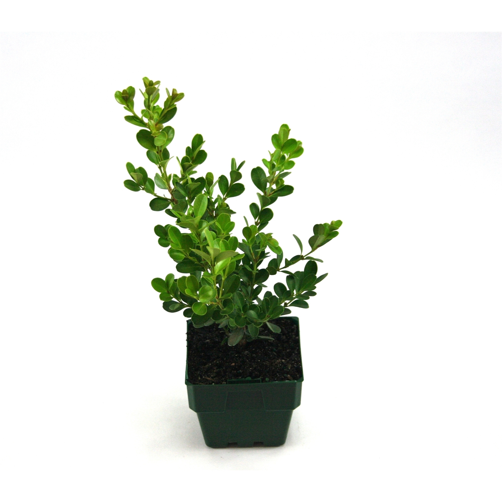 100mm Buxus - Buxus microphylla Japonica - Bunnings Australia