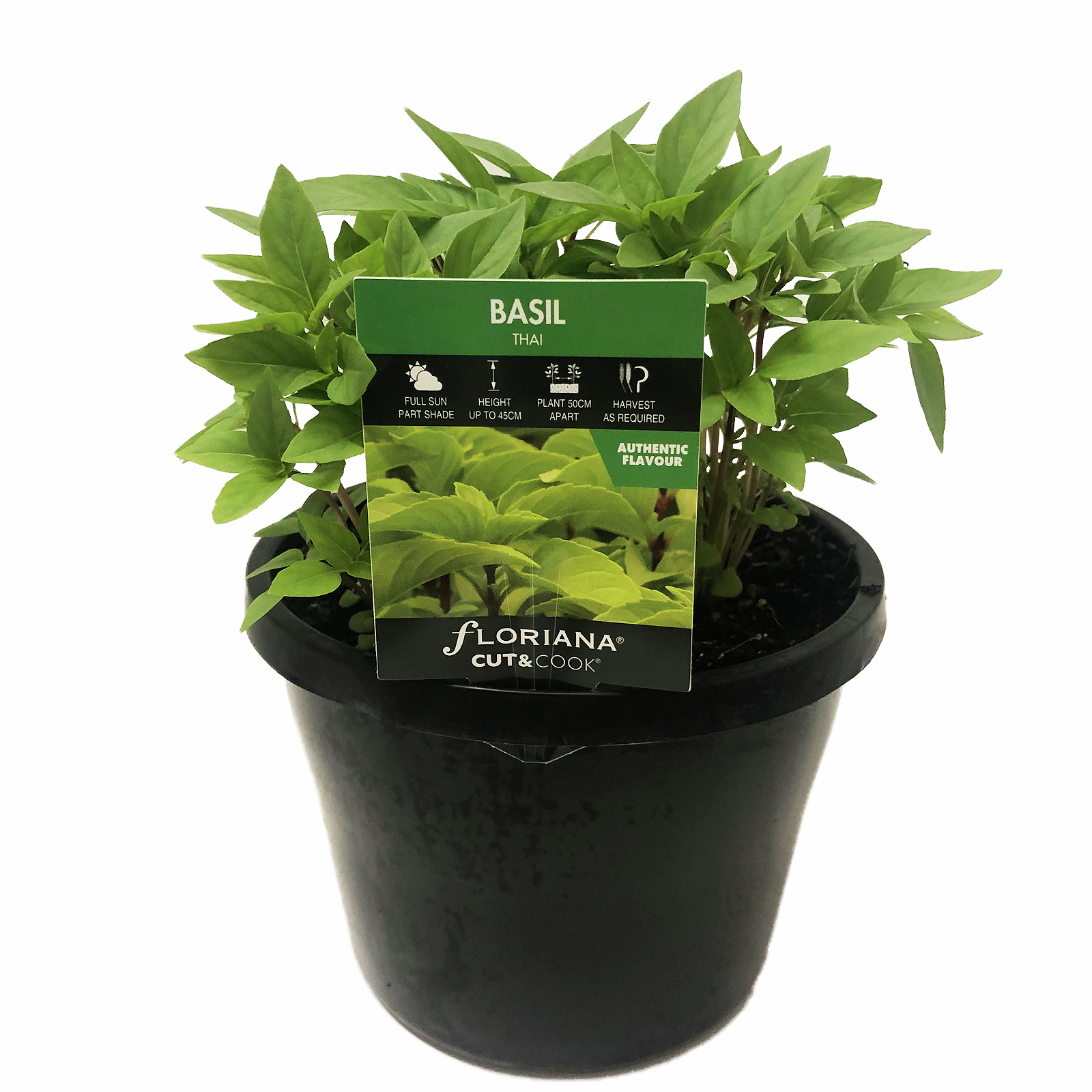 175mm Basil Thai - Ocimum basilicum - Cut And Cook Herb Range ...