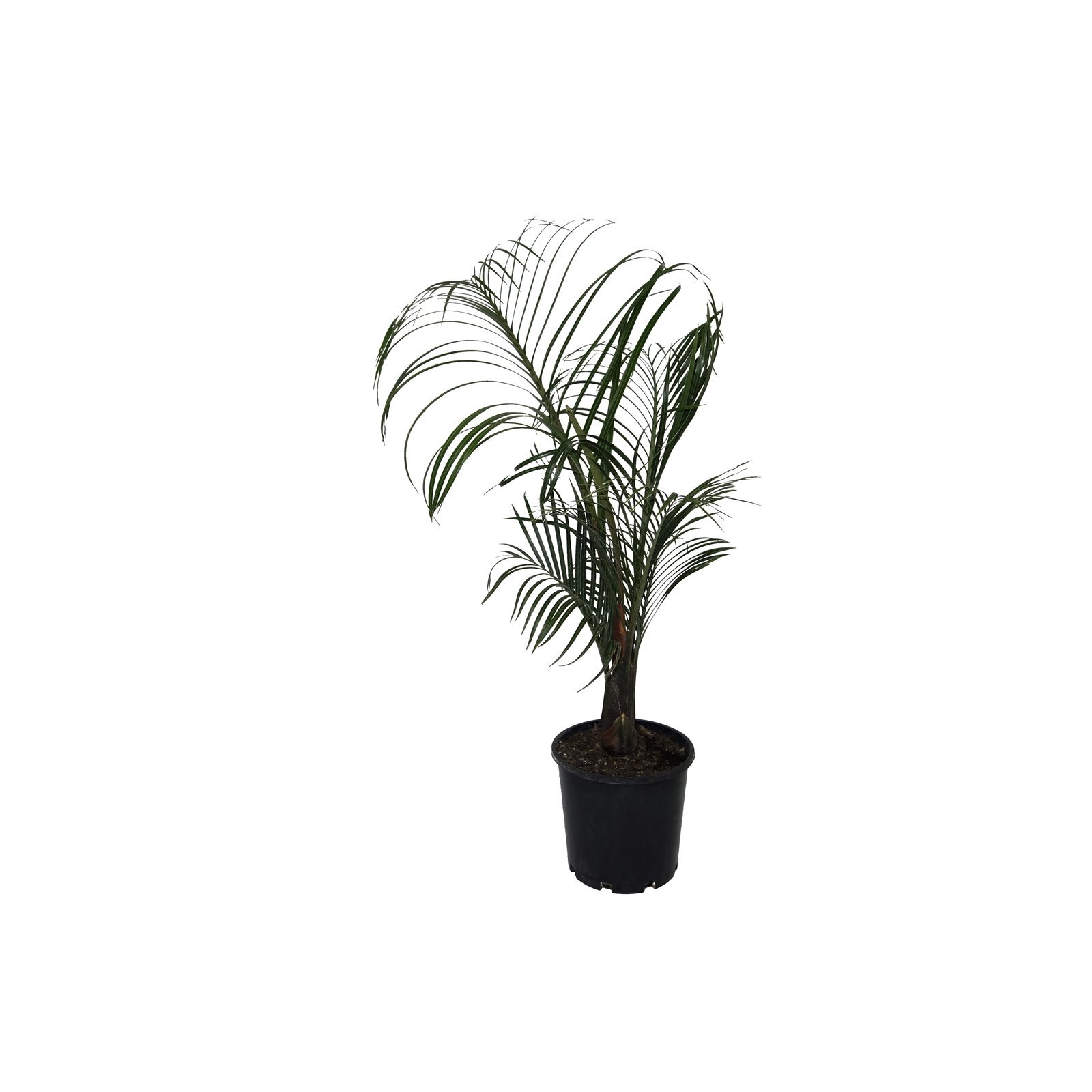 200mm Triangle Palm - Dypsis decaryi - Bunnings Australia