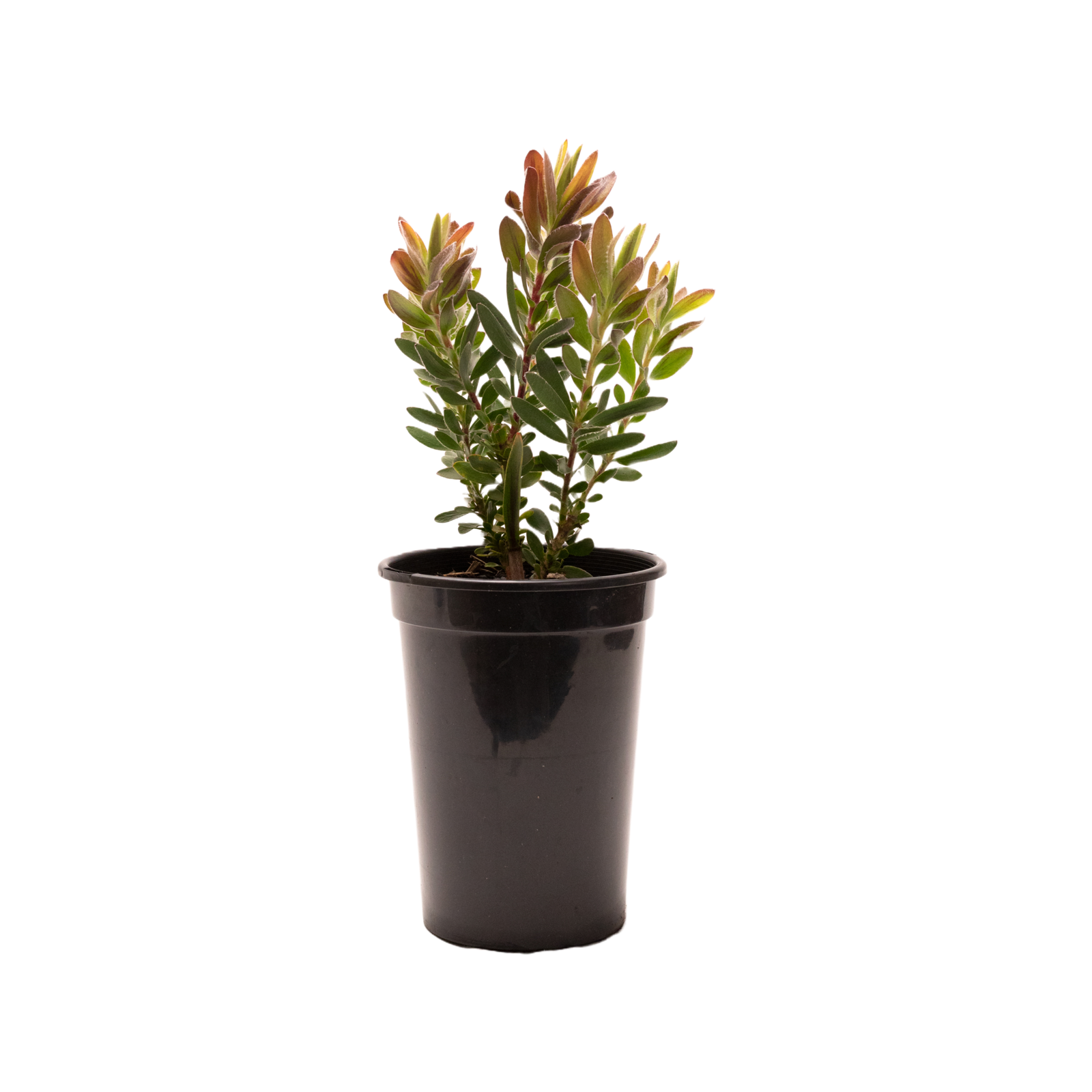 140mm Burgundy Blaze - Leucadendron salignum Laureolum - Bunnings Australia