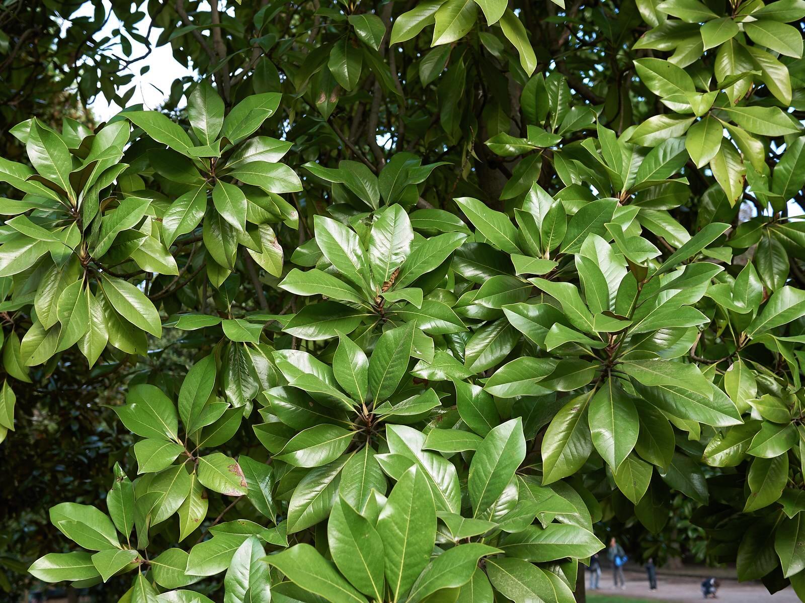 Growing, Pruning & Caring for Magnolia - Bunnings Australia