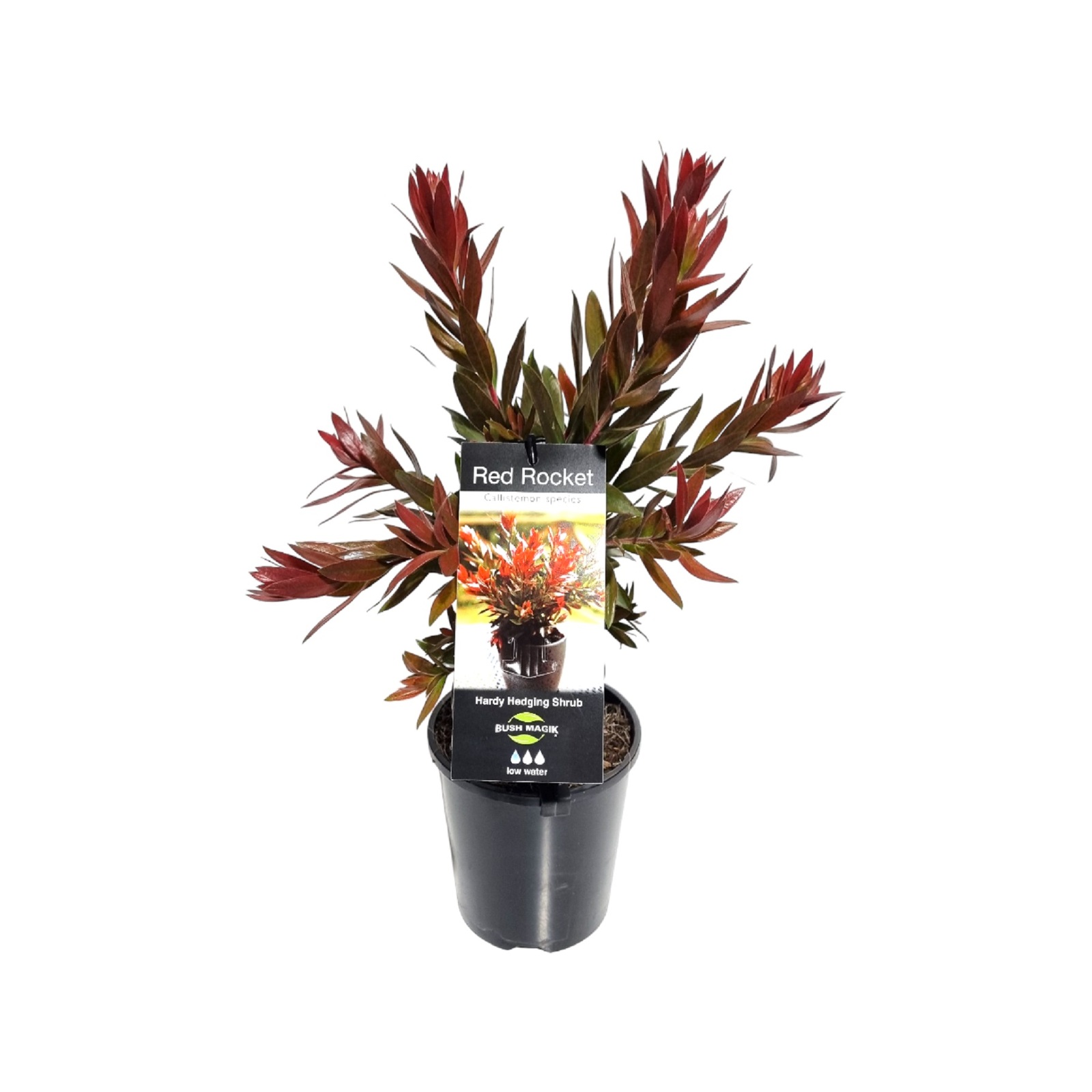 140mm Bottlebrush Red Rocket - Callistemon - Bunnings Australia