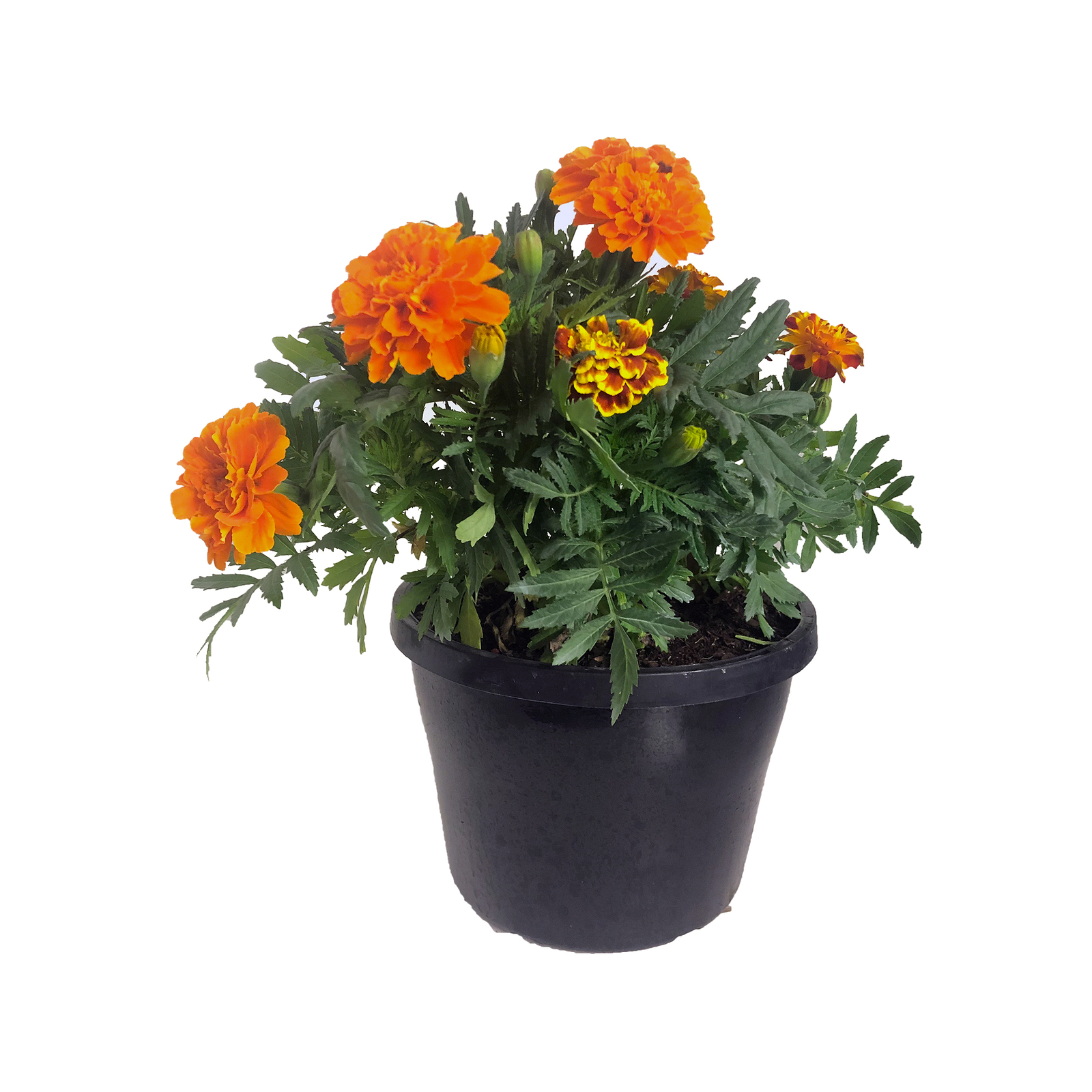 175mm Marigold - Tagetes patula - Bunnings Australia