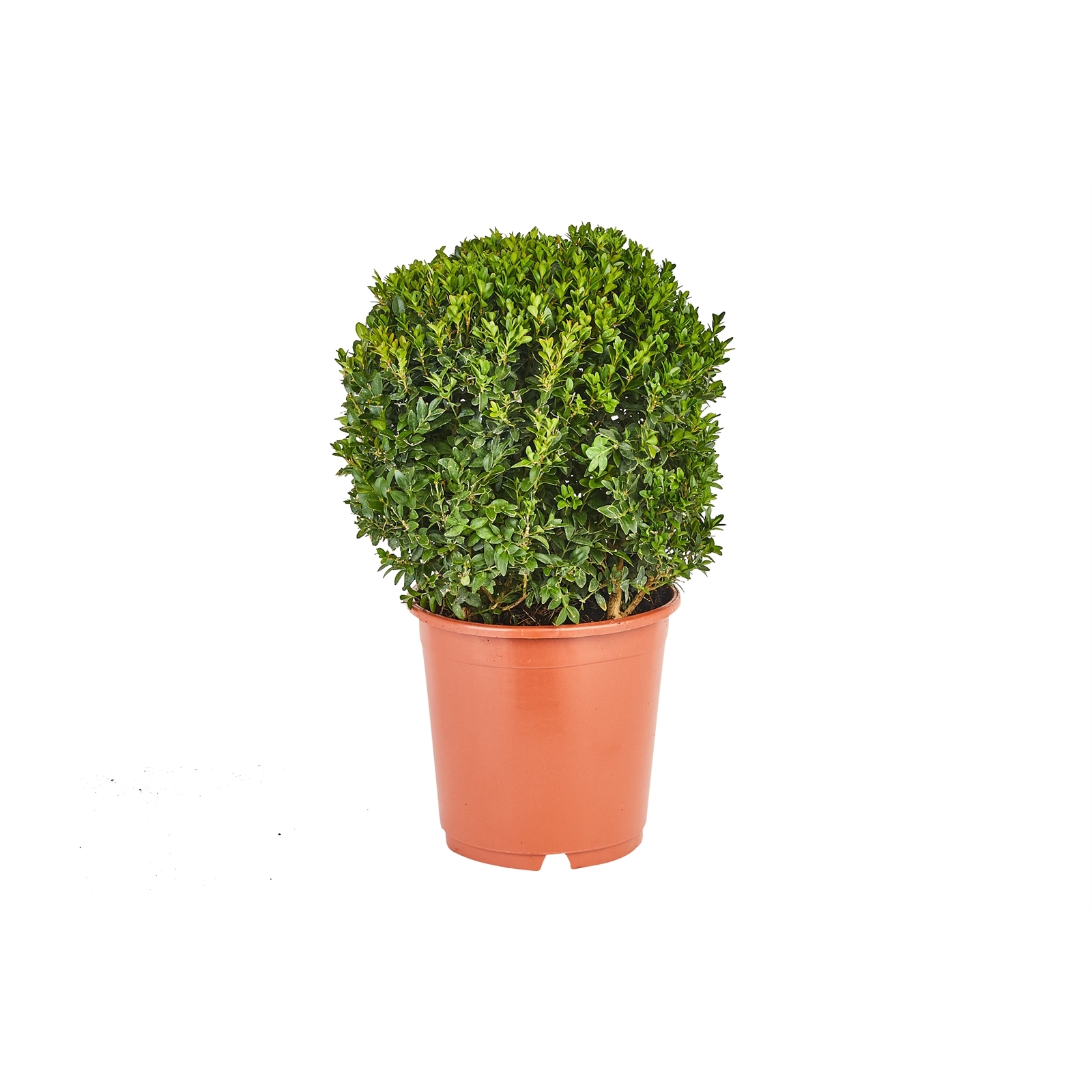 240mm Topiary English Box - Buxus Sempervirens - Bunnings Australia