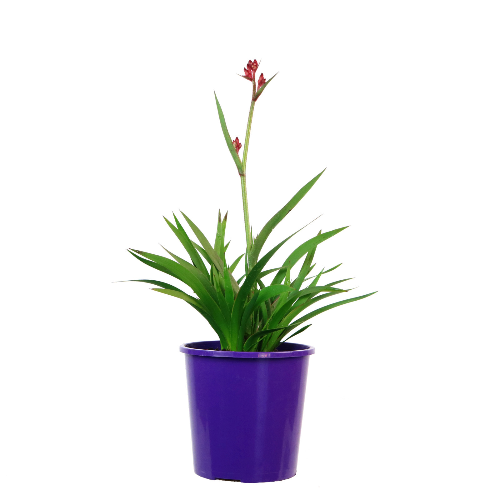 175mm Crimson Pink Kangaroo Paw - Anigozanthos hybrid Bush Crystal ...