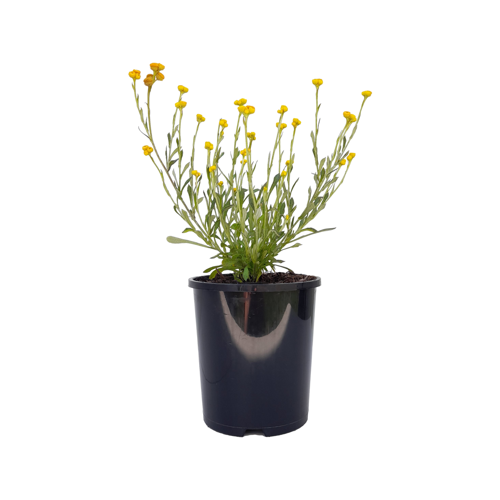 140mm Yellow Buttons - Chrysocephalum apiculatum - Bunnings Australia