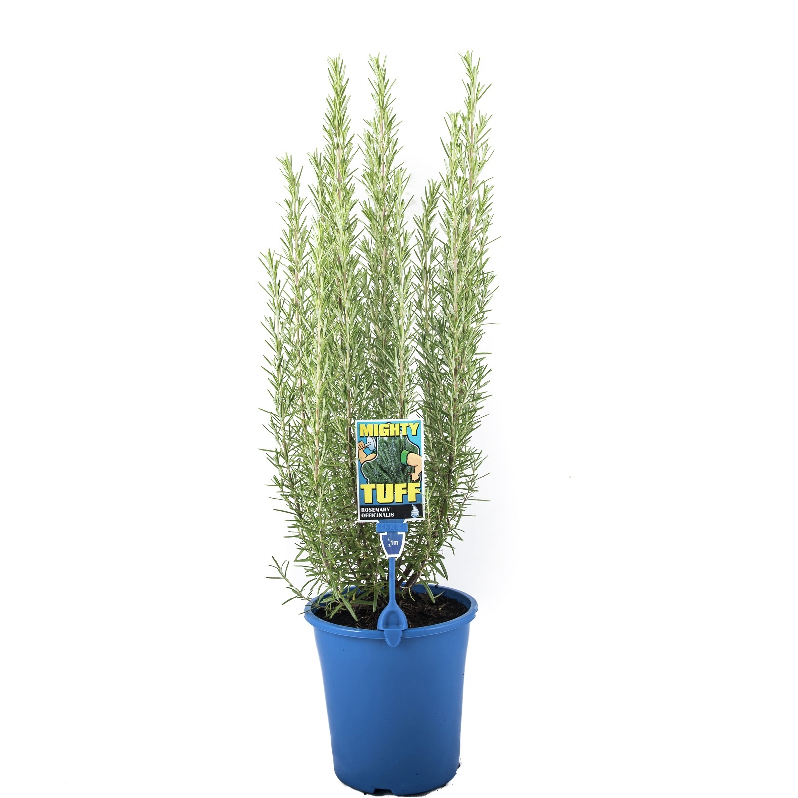 180mm Rosemary - Rosmarinus officinalis - Bunnings Australia