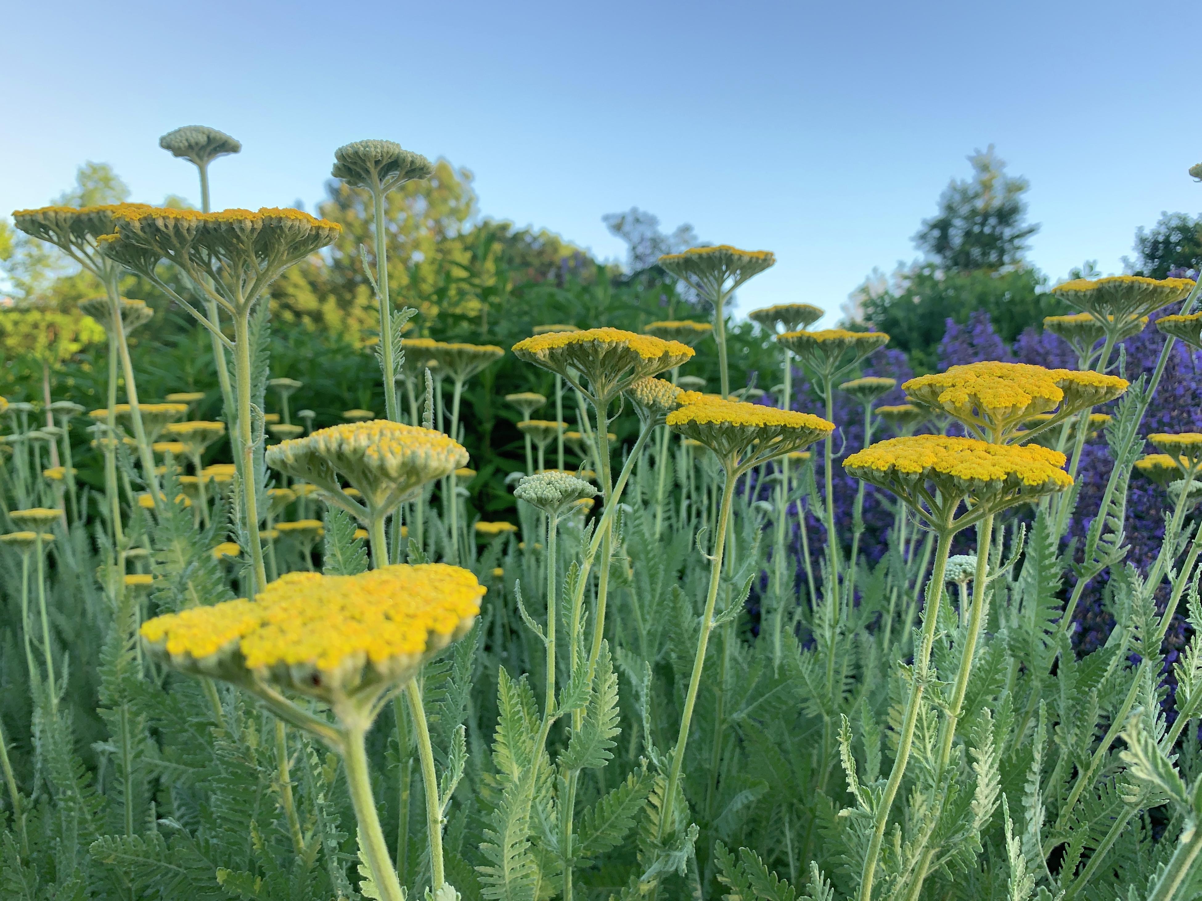 How To Grow And Care For Yarrow - Bunnings Australia
